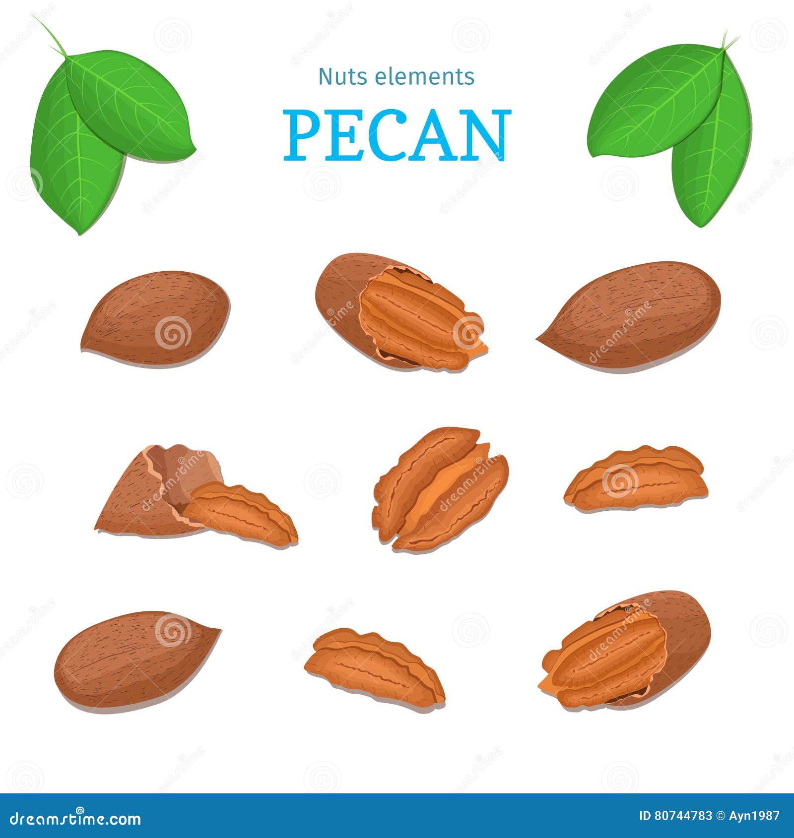 Vector Set of Nuts. Pecan Nut Fruit, Whole, Peeled, Piece Half, Walnut ...
