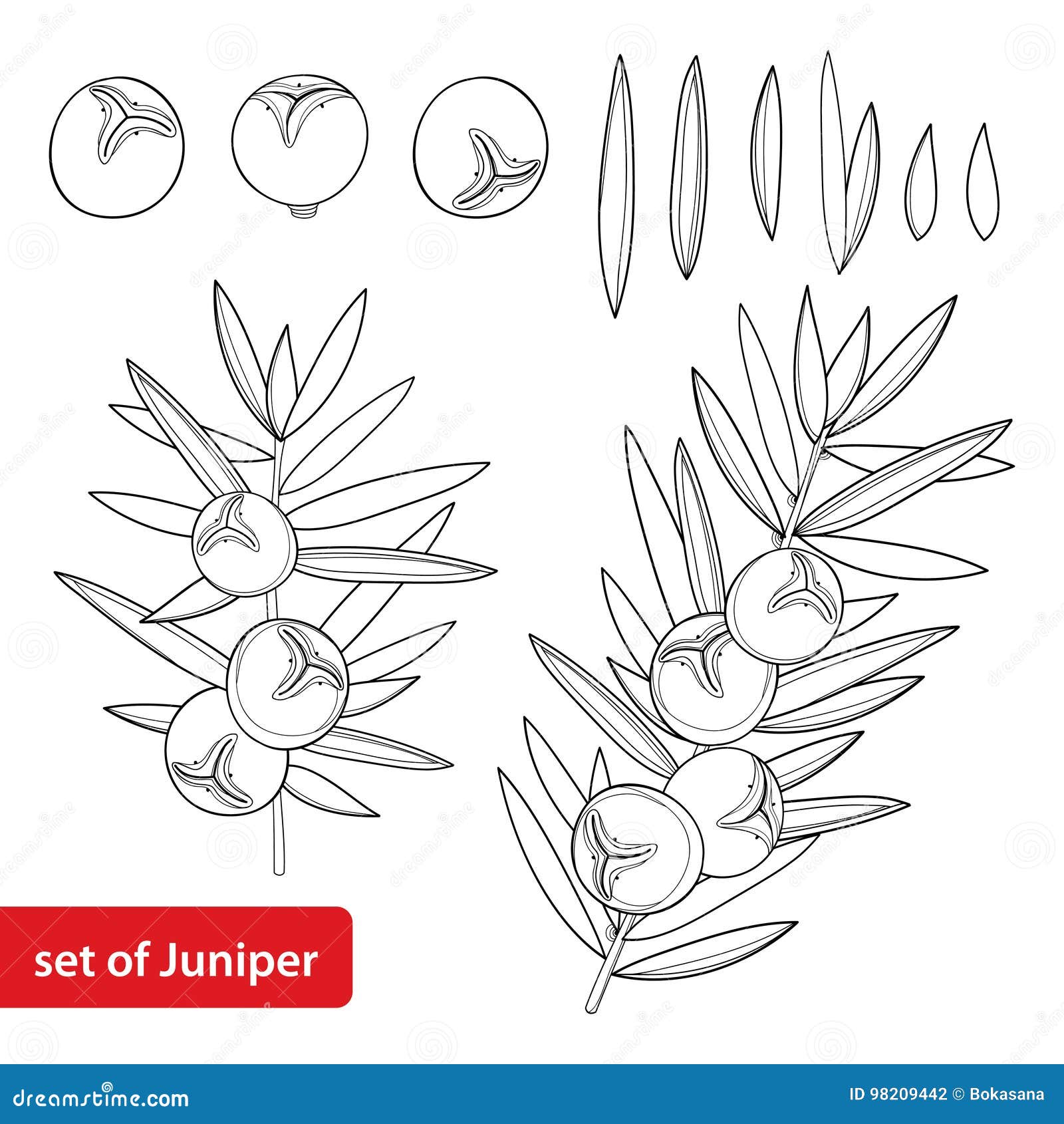 Vector Set With Outline Juniper Or Juniperus Communis. Branch And Berry ...
