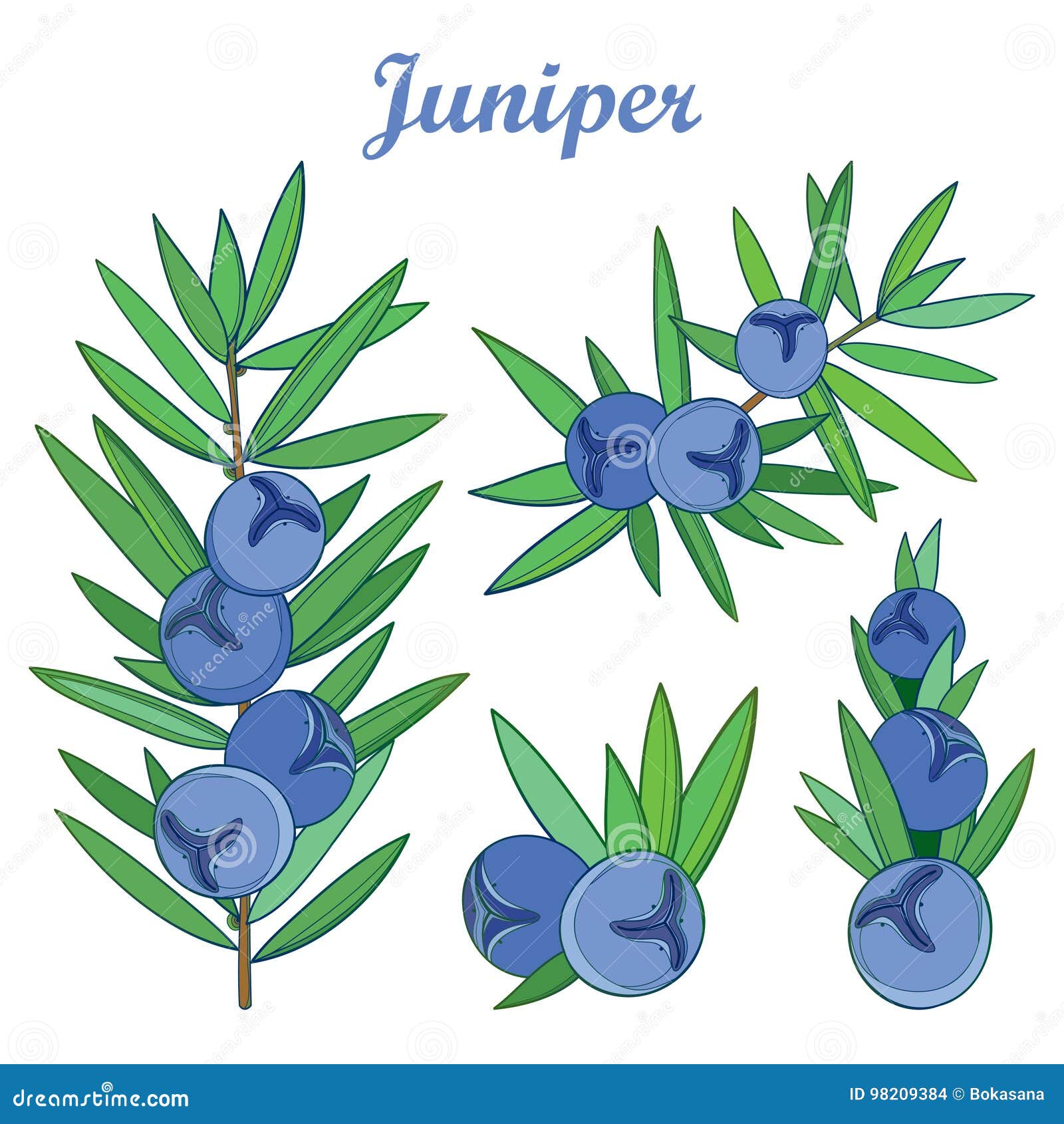 Juniperus Communis Aka Juniper Branch Sketch On Elegant Lace Background ...