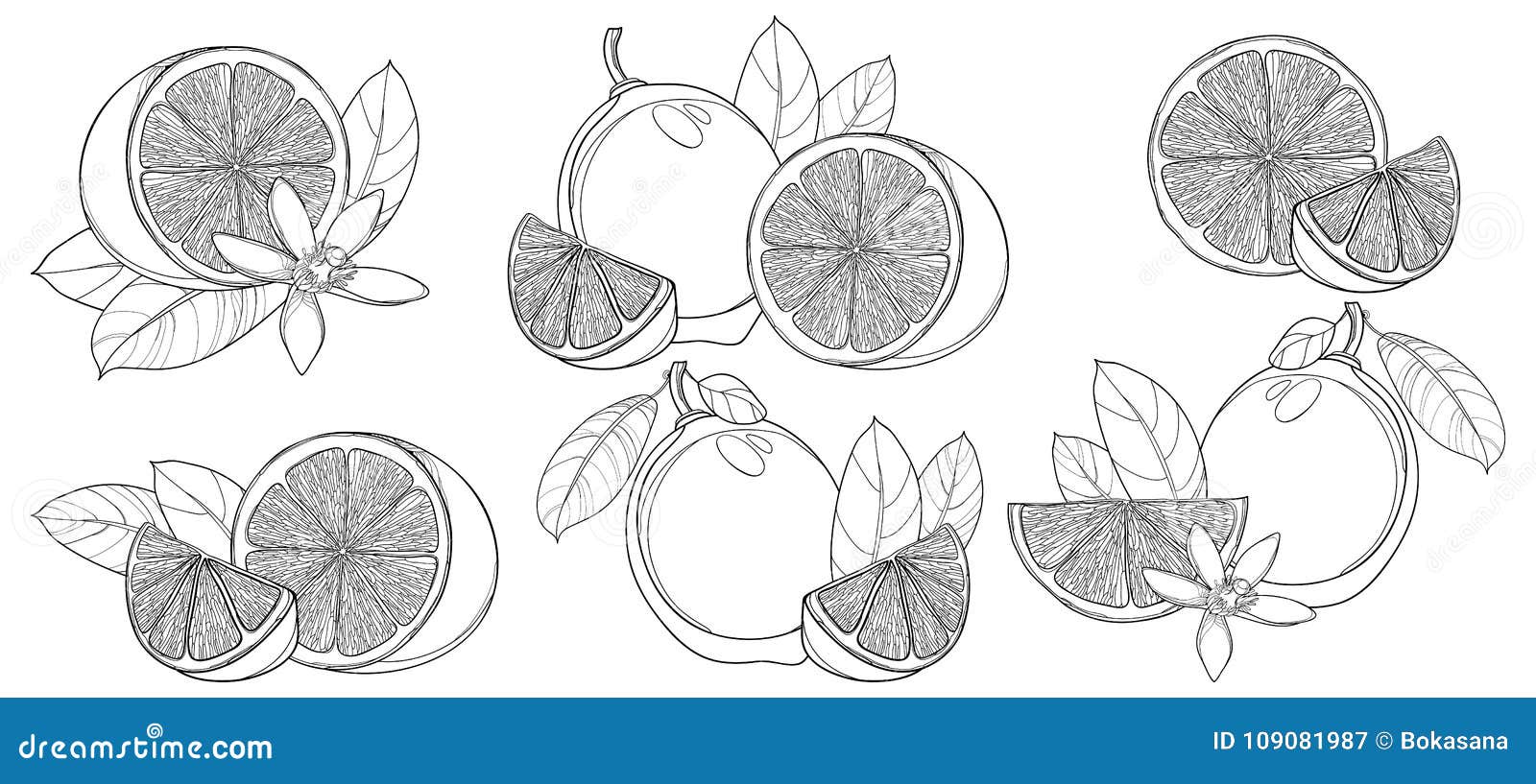 Vector Set with Outline Lime Isolated on White Background. Contour Half ...