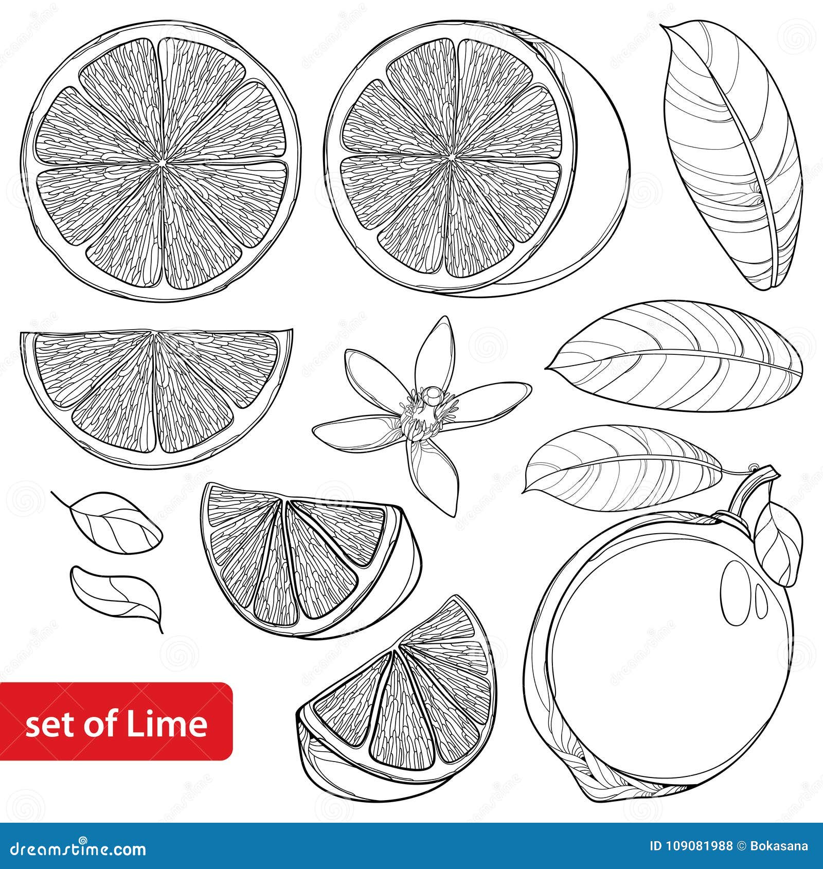 Vector Set With Outline Lime Isolated On White Background. Half And ...