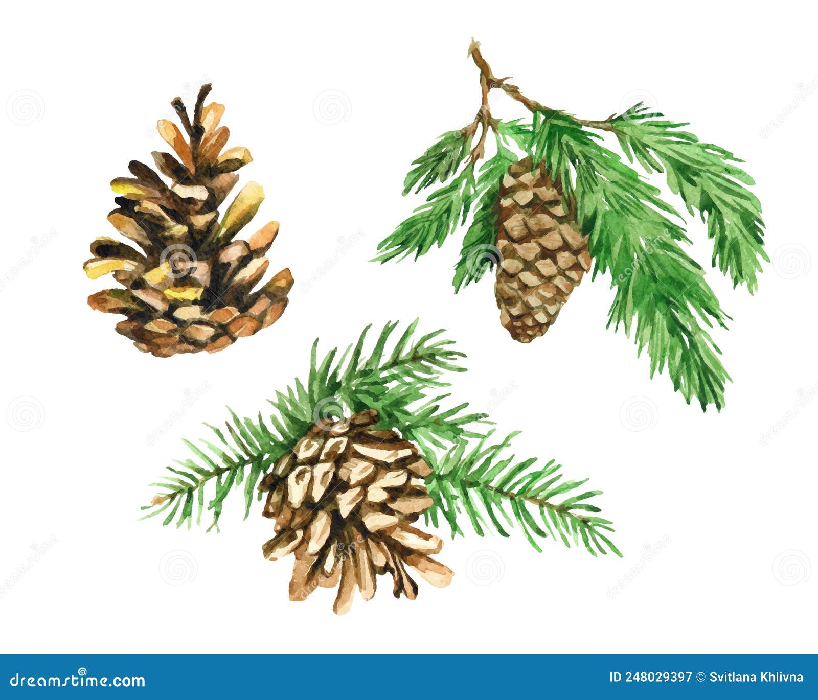 Pine and Spruce Needles and Cones, Branch with Greens. Watercolor Hand ...