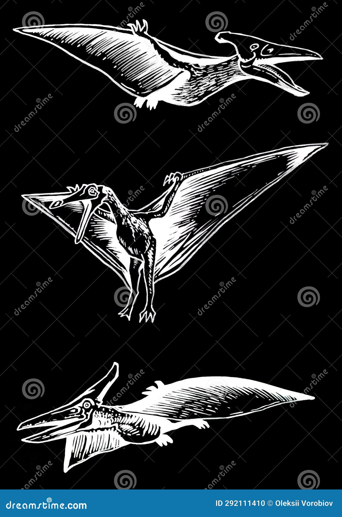 Vector Set Of Pterodactyls,graphical Illustration Of Flying Dinosaur ...
