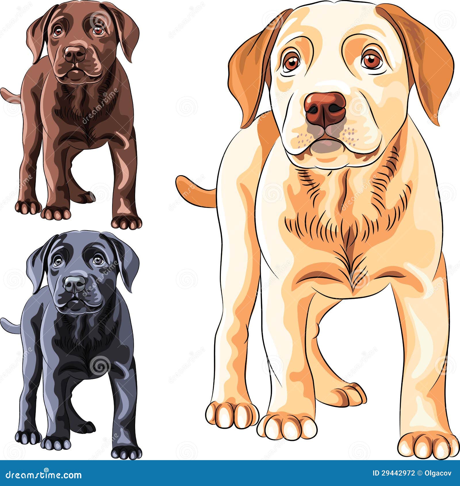 Vector Set Puppy Dog Breed Labrador Retriever Stock Vector ...