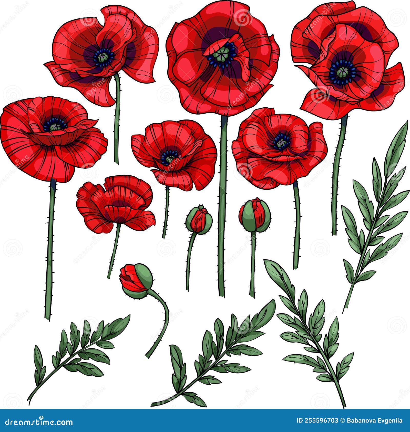 Vector Set of Red Poppies, Flowers, Leaves and Stems, Isolated on White ...