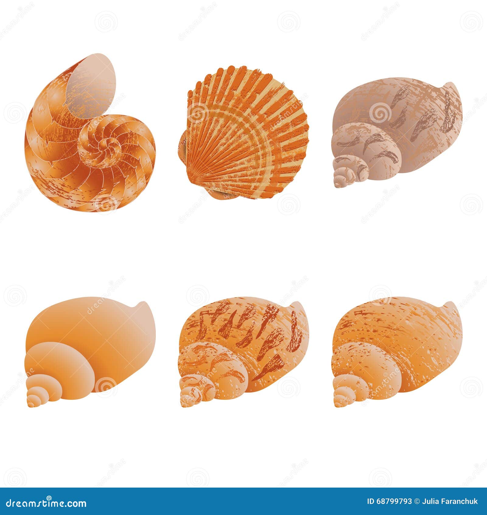 Vector Set of 6 Seashells. in Brown Tones Stock Illustration ...