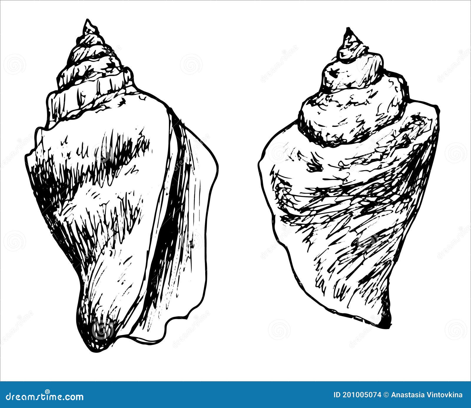 Vector Set of Seashells Drawn by Hand in a Realistic Sketch Style with ...