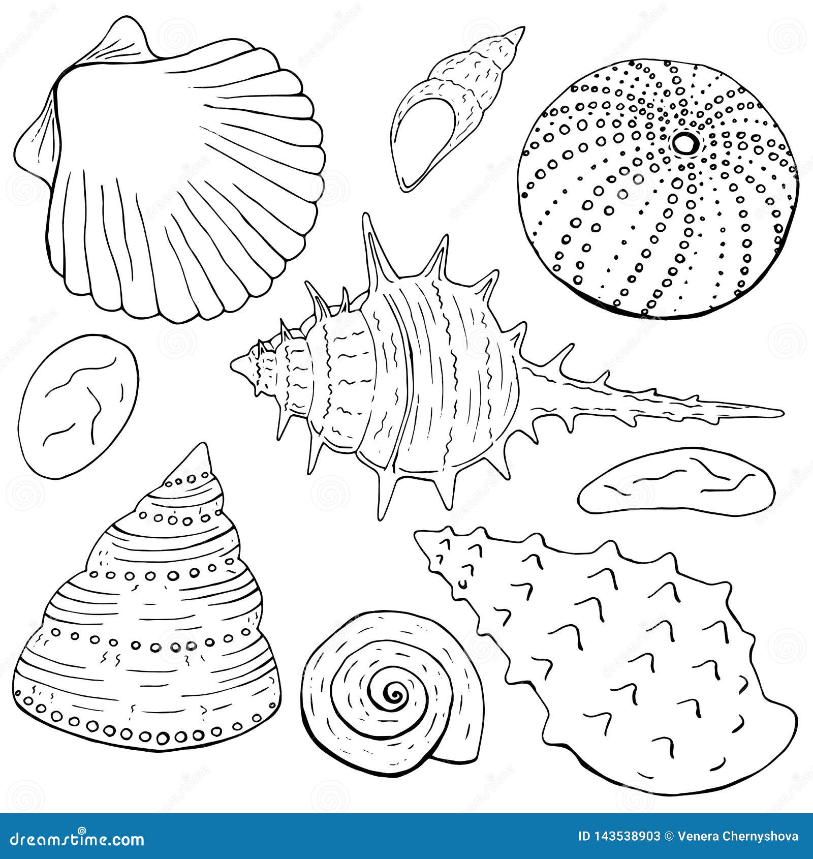 Vector Set of Seashells. Outline Drawing Stock Illustration ...