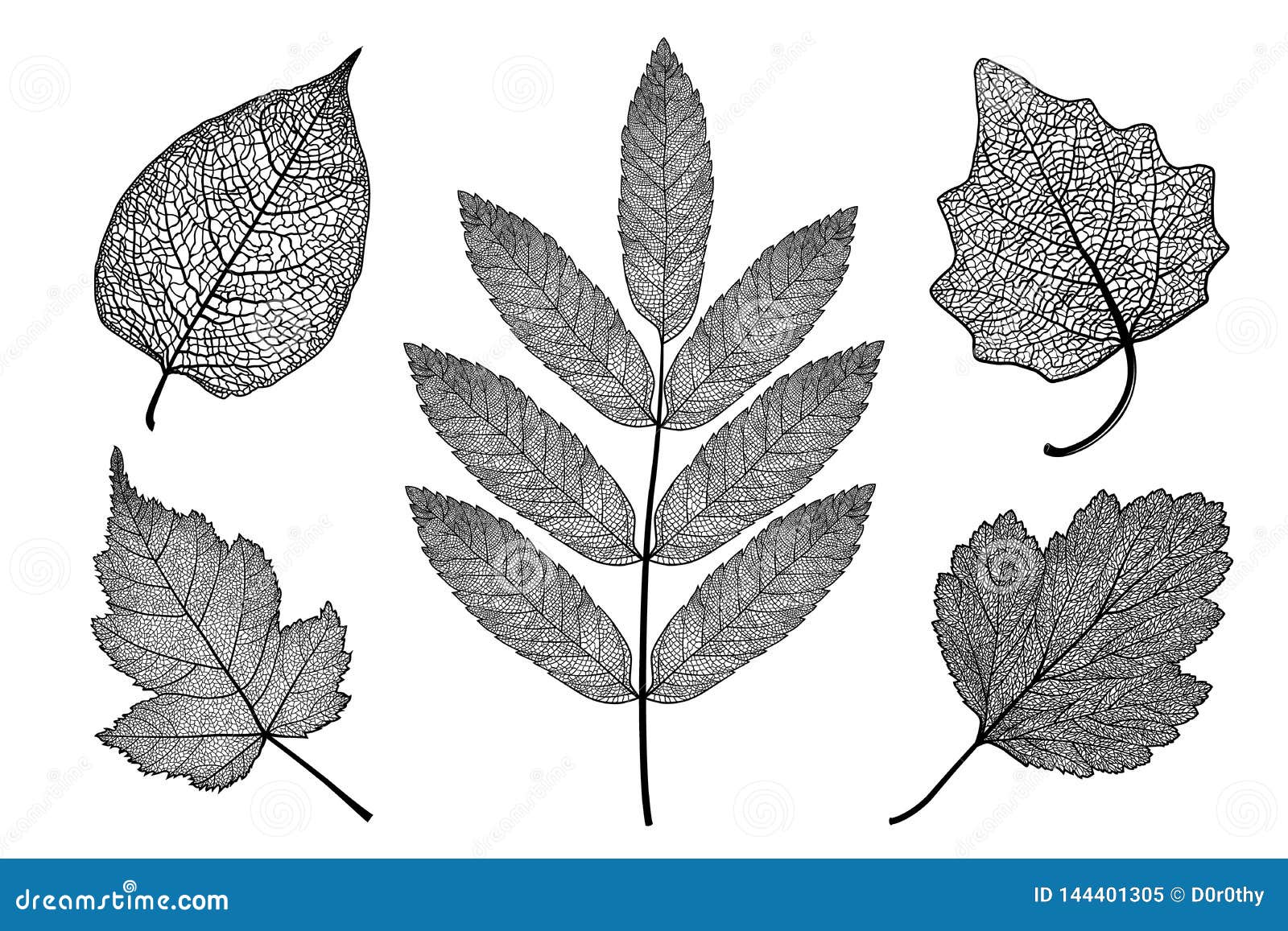 Vector Set of Skeletonized Leaves on a White Background Stock Vector ...