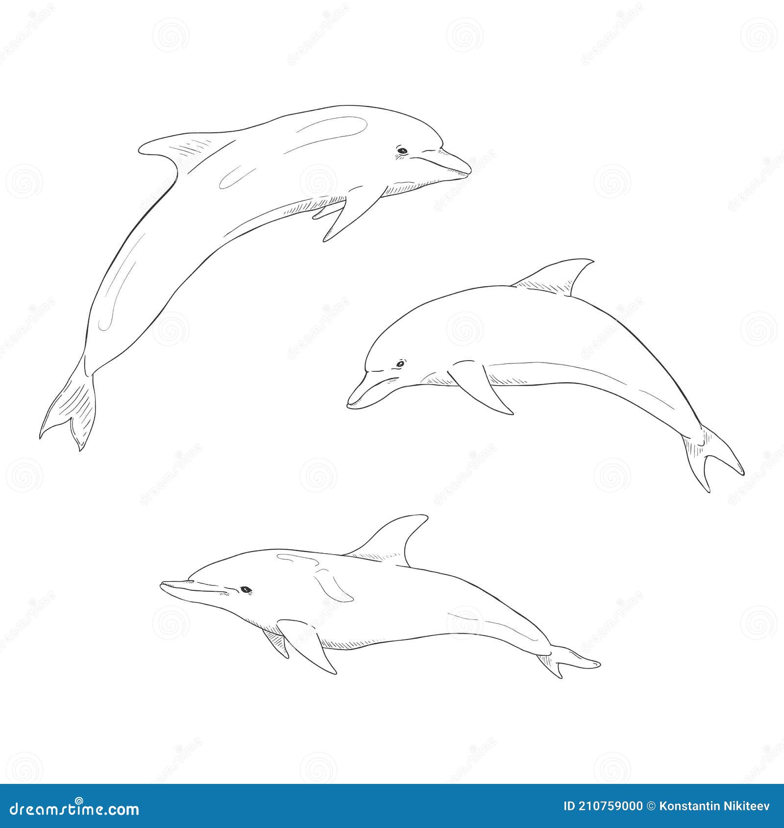 Dolphin Ink Illustrations. Fish Sketches Collection. Underwater ...
