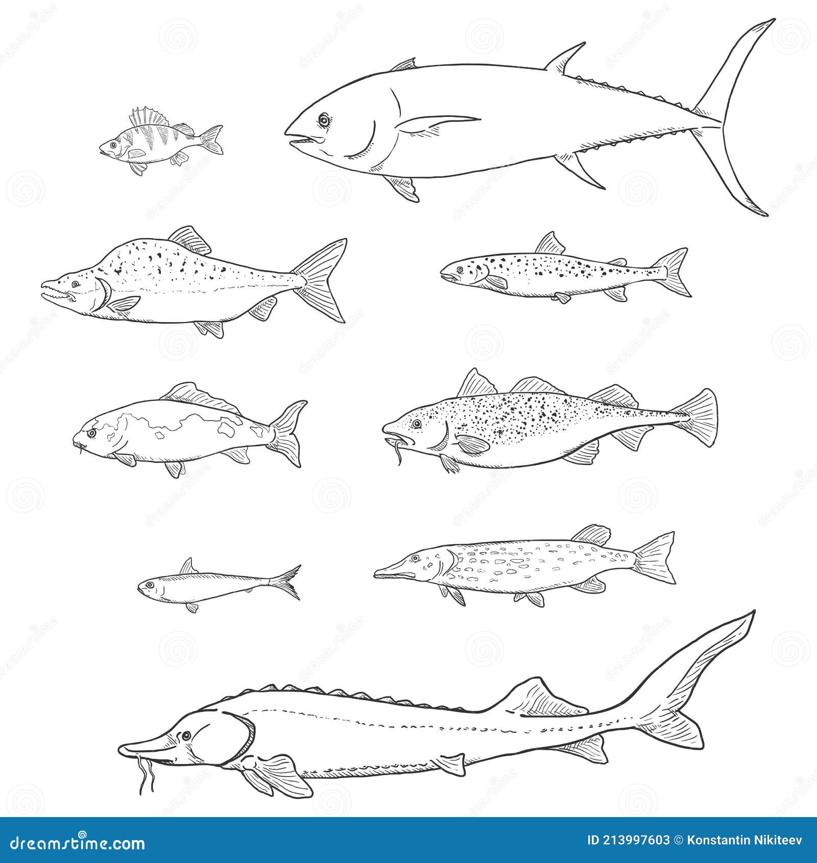 Vector Set of Sketch Fish stock vector. Illustration of ocean - 213997603