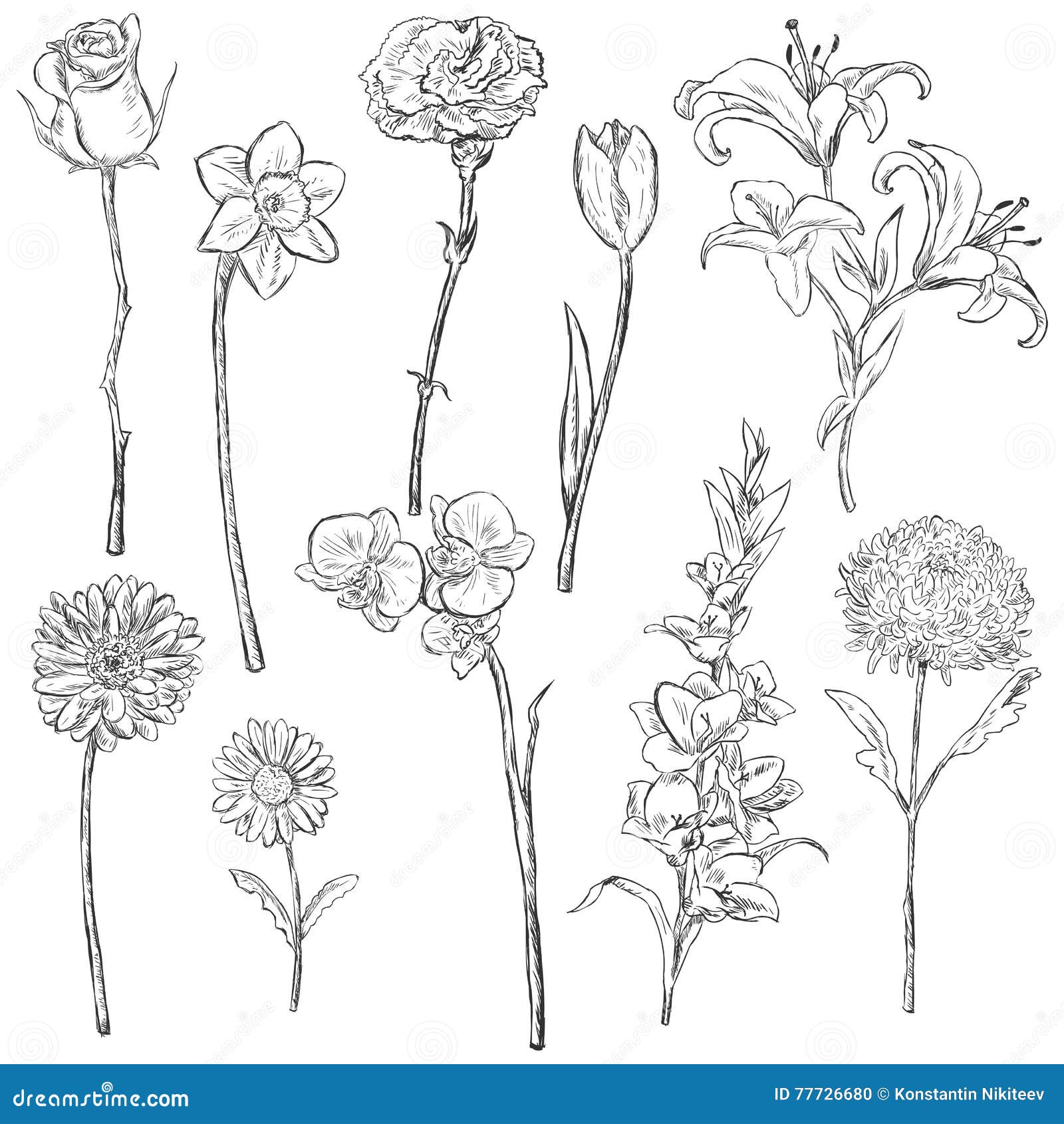 Vector Set of Sketch Flowers Stock Illustration - Illustration of ...