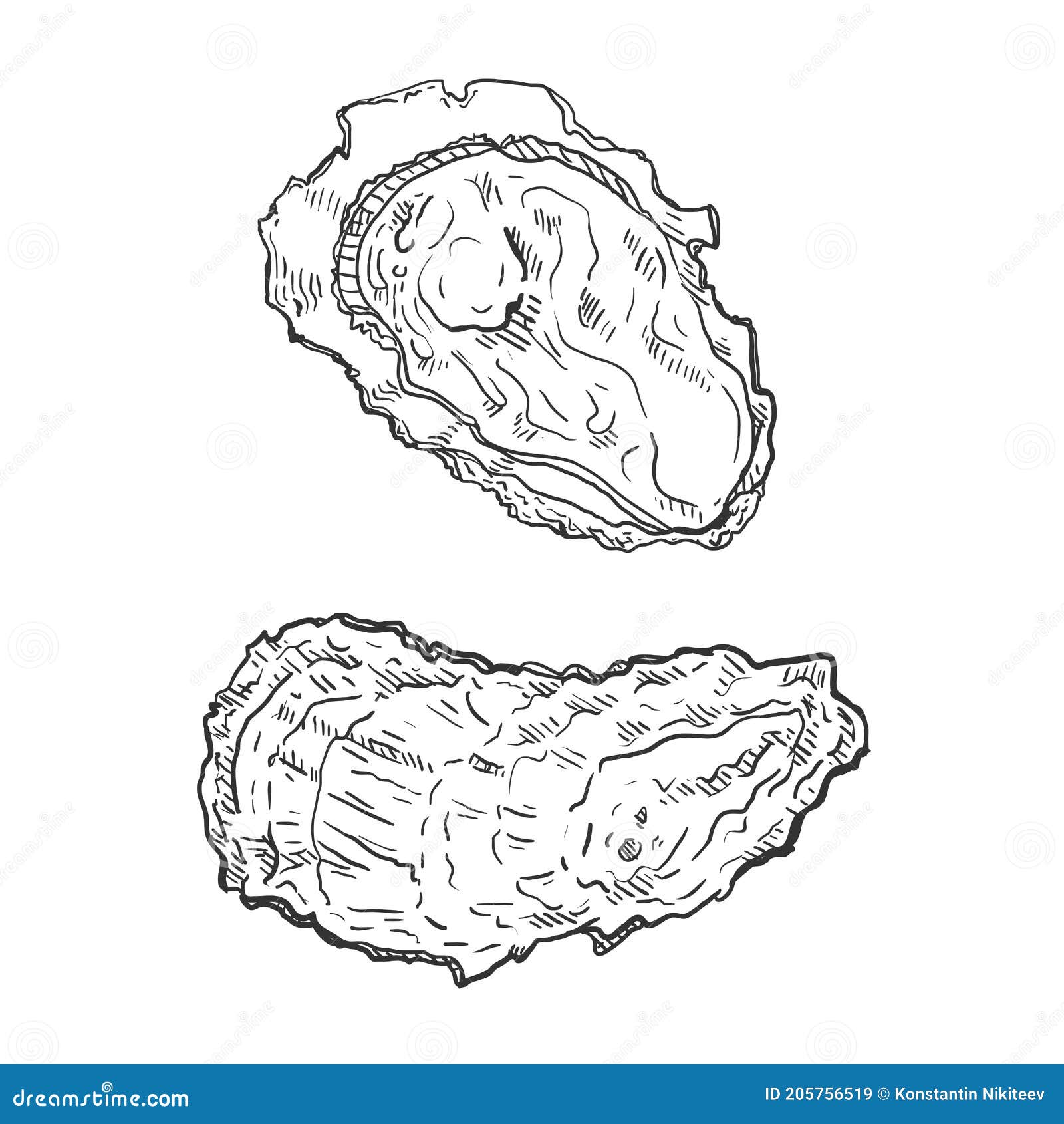 Vector Set of Sketch Oyster Illustrations Stock Vector - Illustration ...