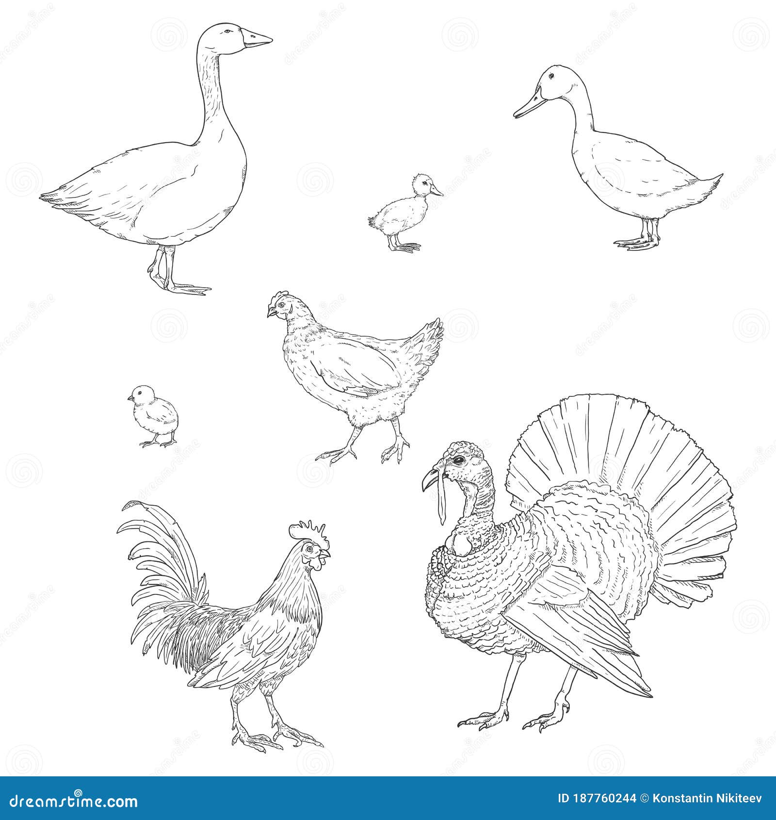 Vector Set of Sketch Poultry Stock Vector - Illustration of poultry ...