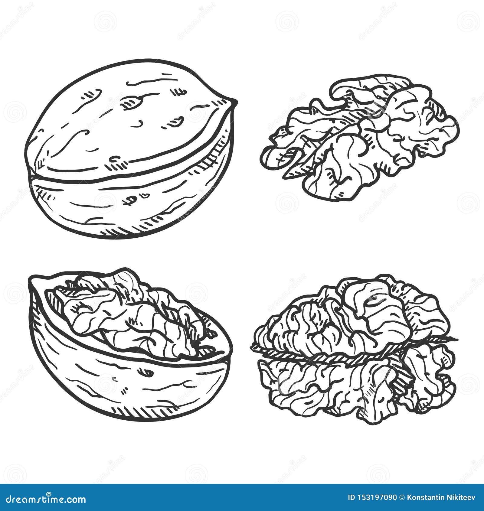 Vector Set of Sketch Walnuts Stock Vector - Illustration of ingredient ...