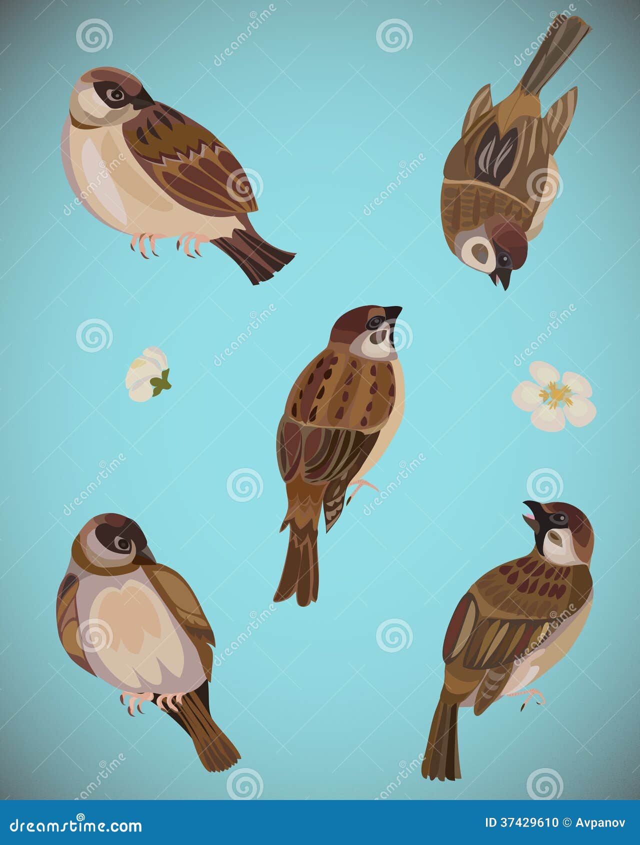 Vector Set Of Sparrows | CartoonDealer.com #37429610