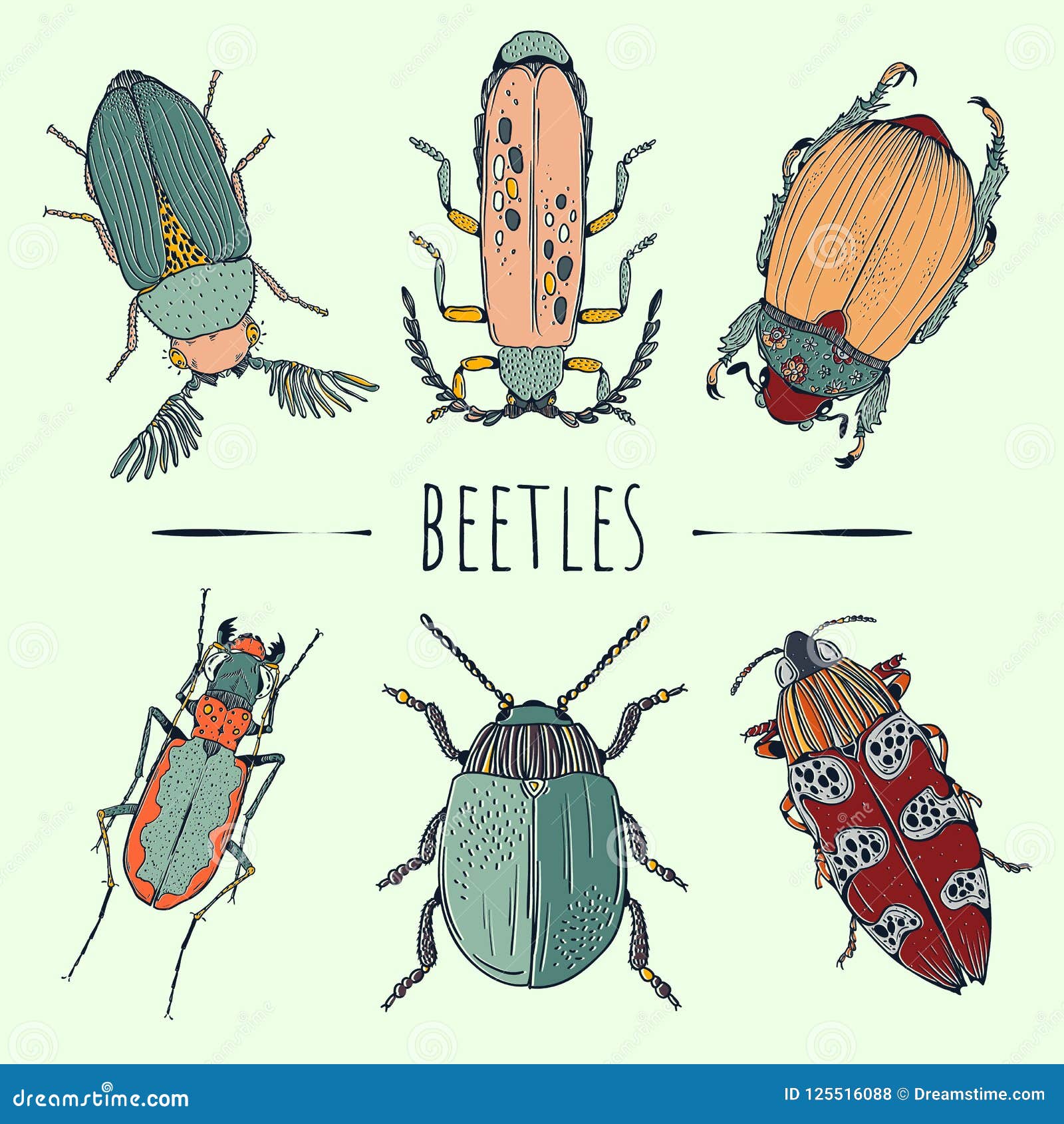 Vector Set Of Various Beetles In Hand Draw Style. | CartoonDealer.com ...