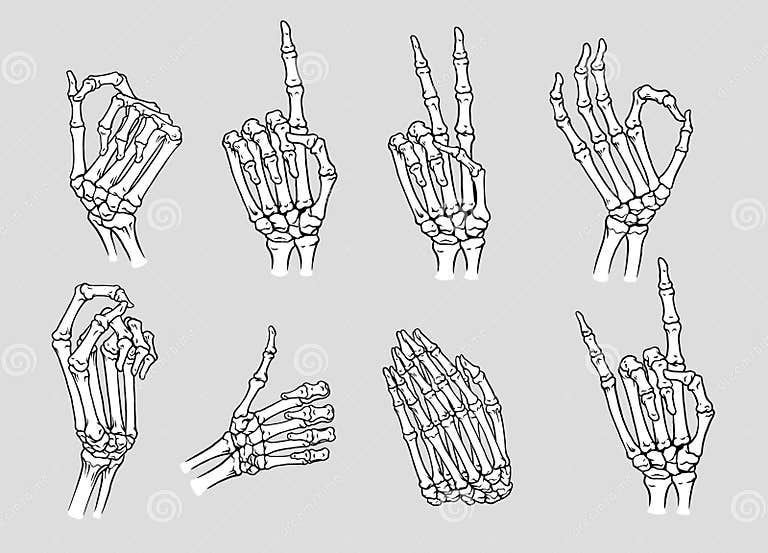 Set of Various Skeleton Hand with Different Pose Stock Vector ...
