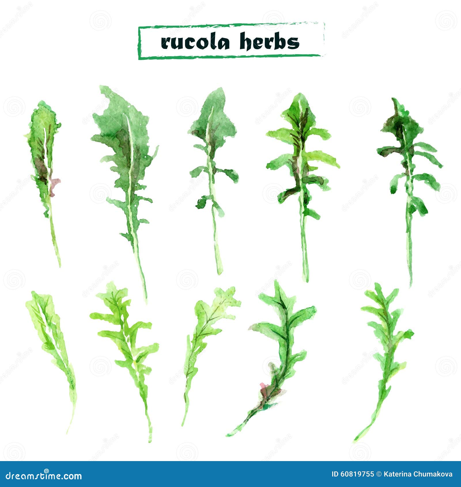 Vector Set of Watercolor Arugula Herbs Stock Vector - Illustration of ...