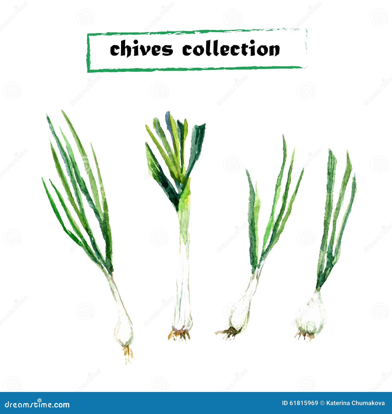 Vector Set of Watercolor Chives Elements. Stock Vector - Illustration ...