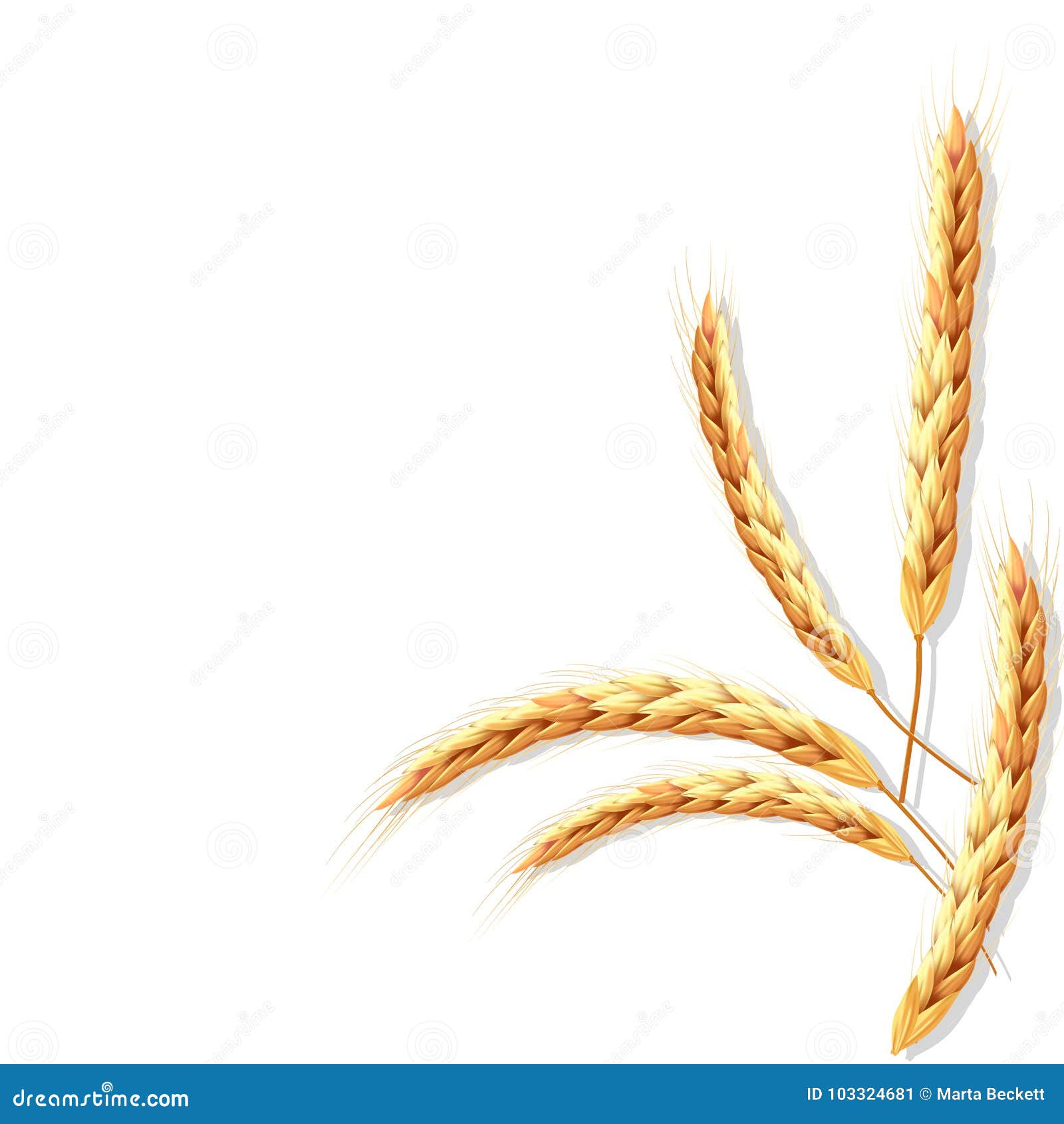 Vector Set of Wheat or Rye Ears Stock Vector - Illustration of isolated ...