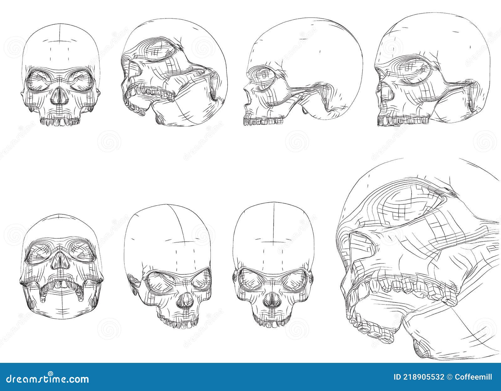 Vector Set on White Background. Human Skull of Black Lines Stock Vector ...
