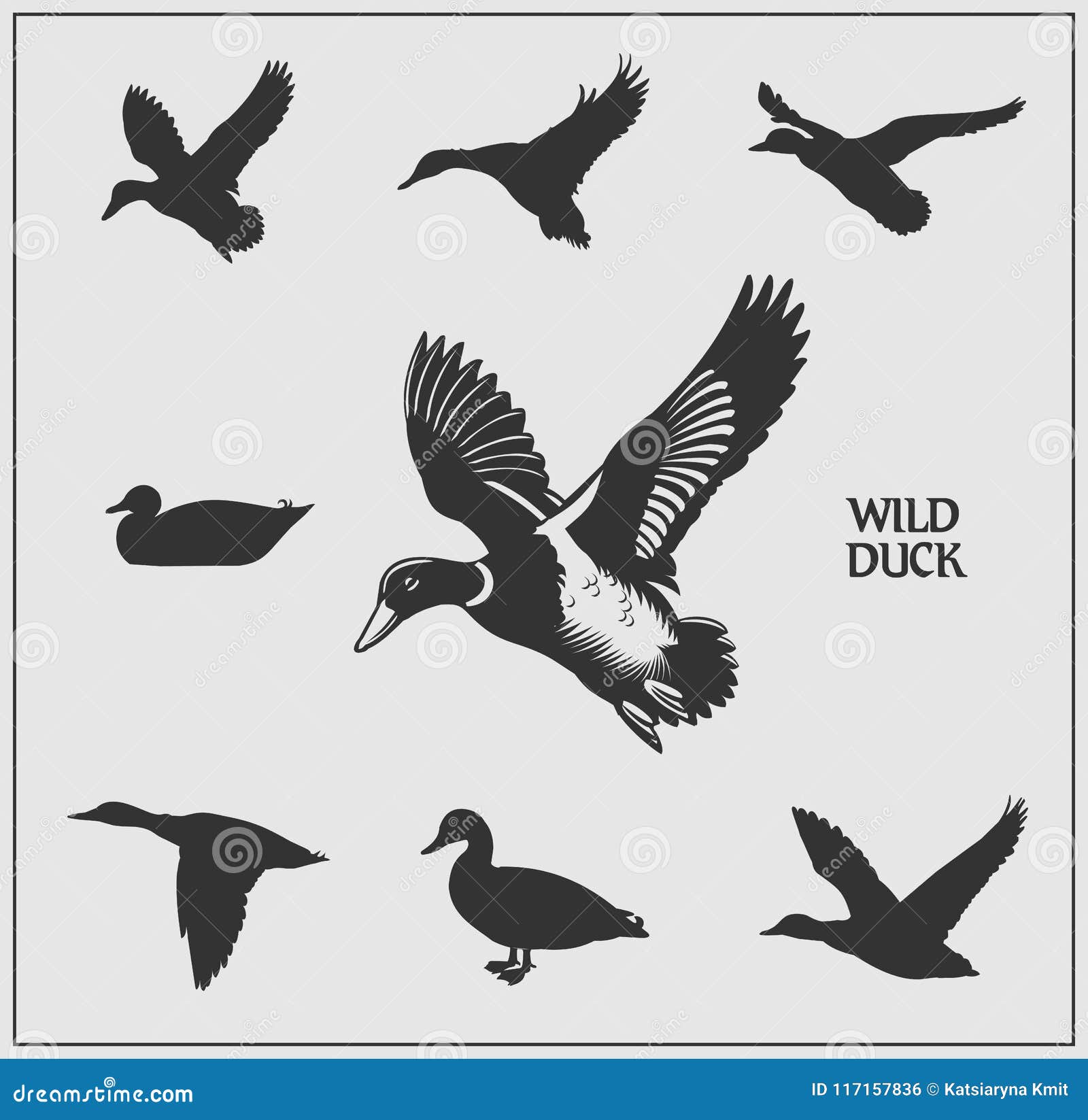 Wild Ducks. Mallard Duck, Cute Flying Goose And Green Headed Swimming ...