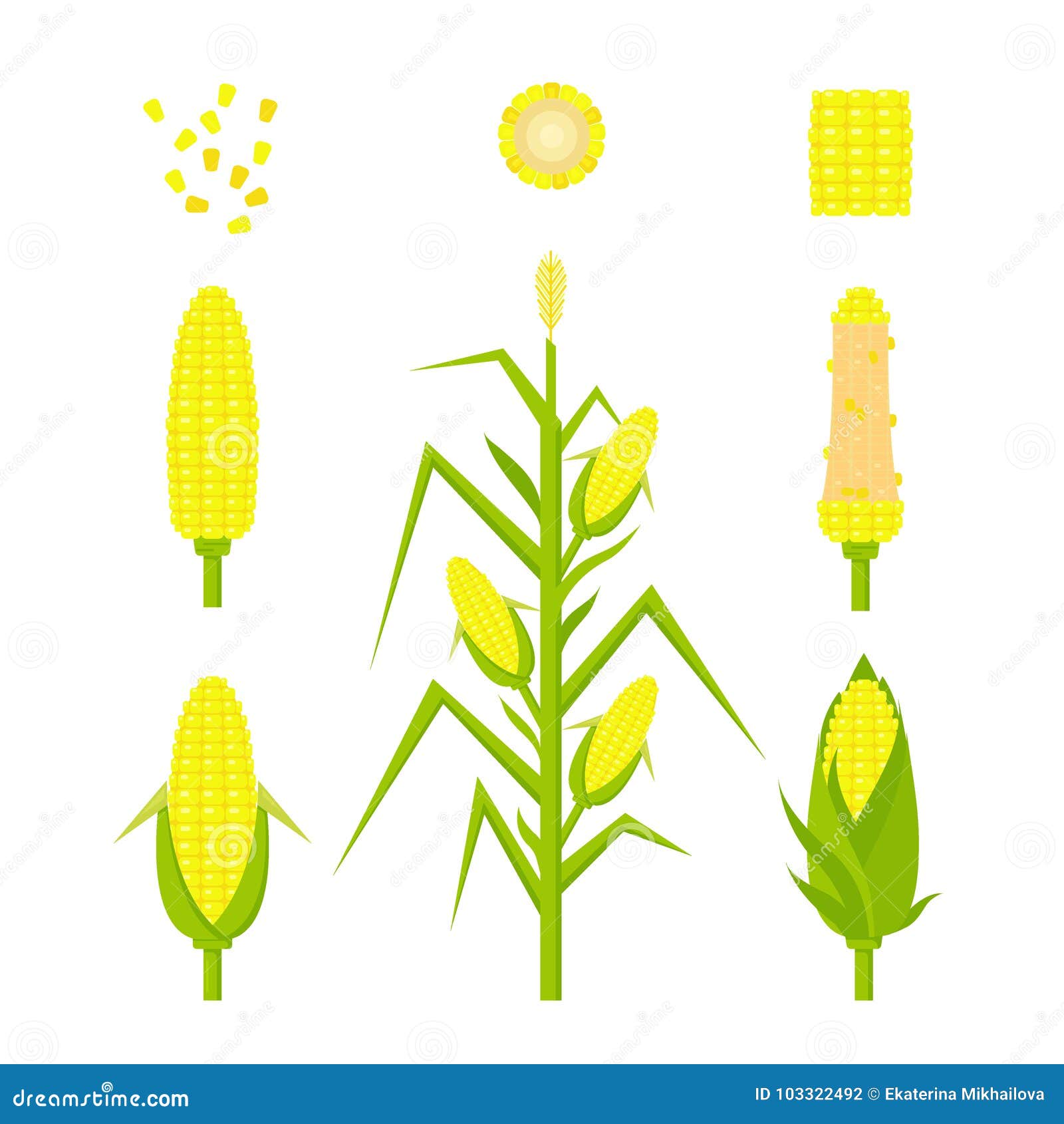 Vector Set Yellow Corn in Flat Style Isolated on White Background. Ripe ...