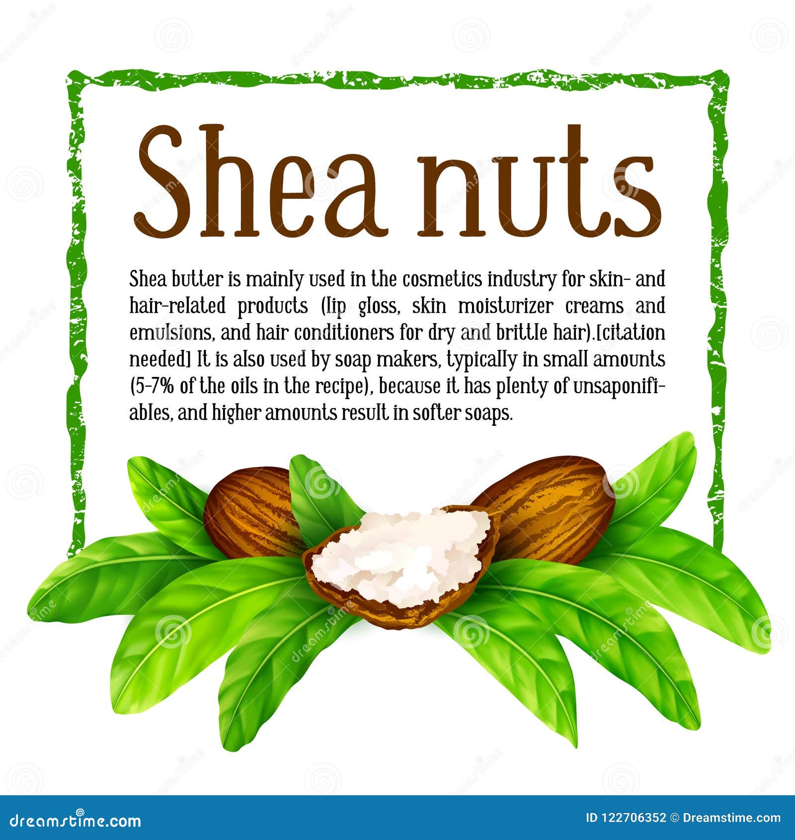 Shea Nuts, Vector Realistic Illustration. | CartoonDealer.com #164372434