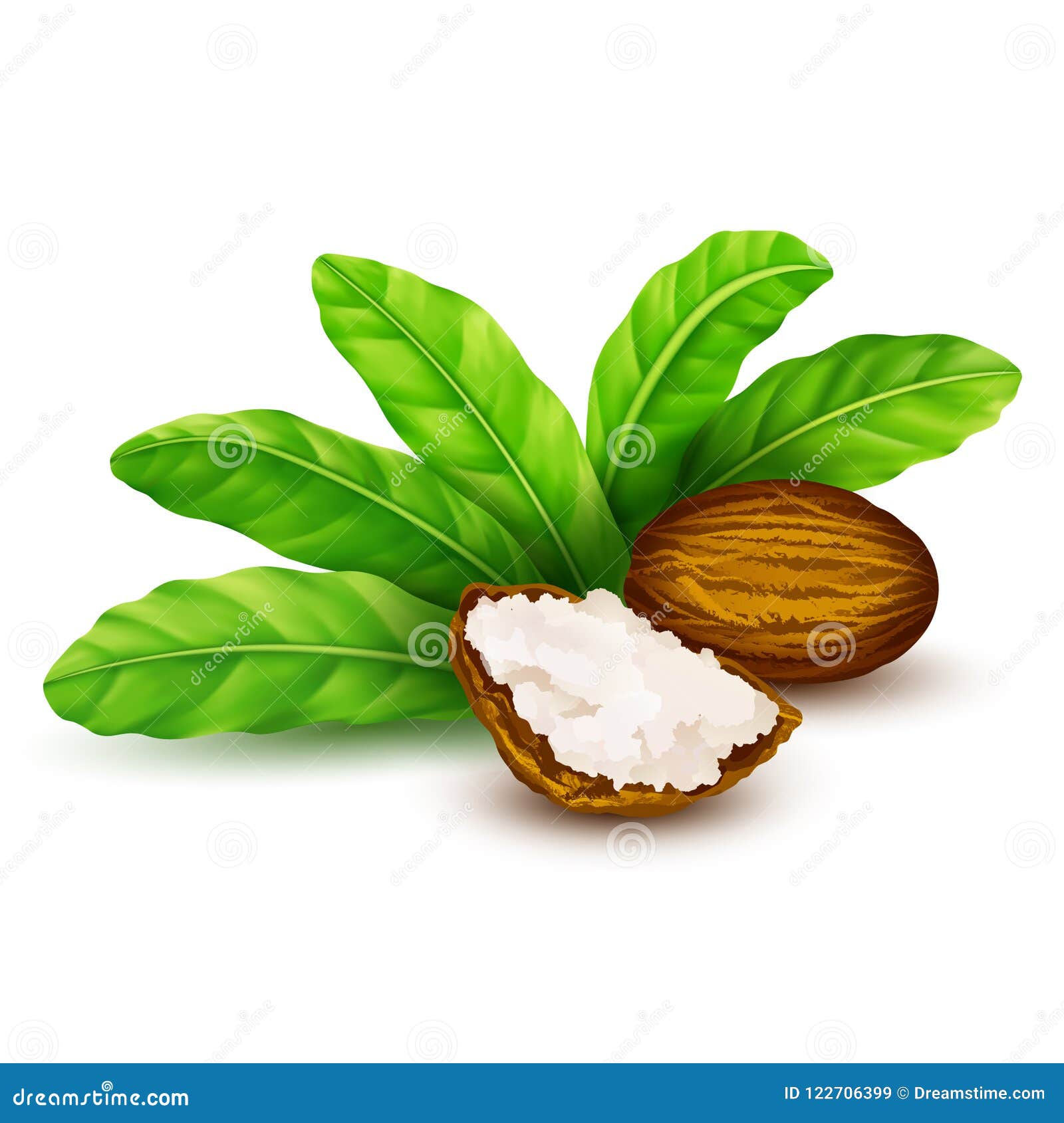 Shea Nuts with Leaves in Vector Stock Vector - Illustration of butter ...