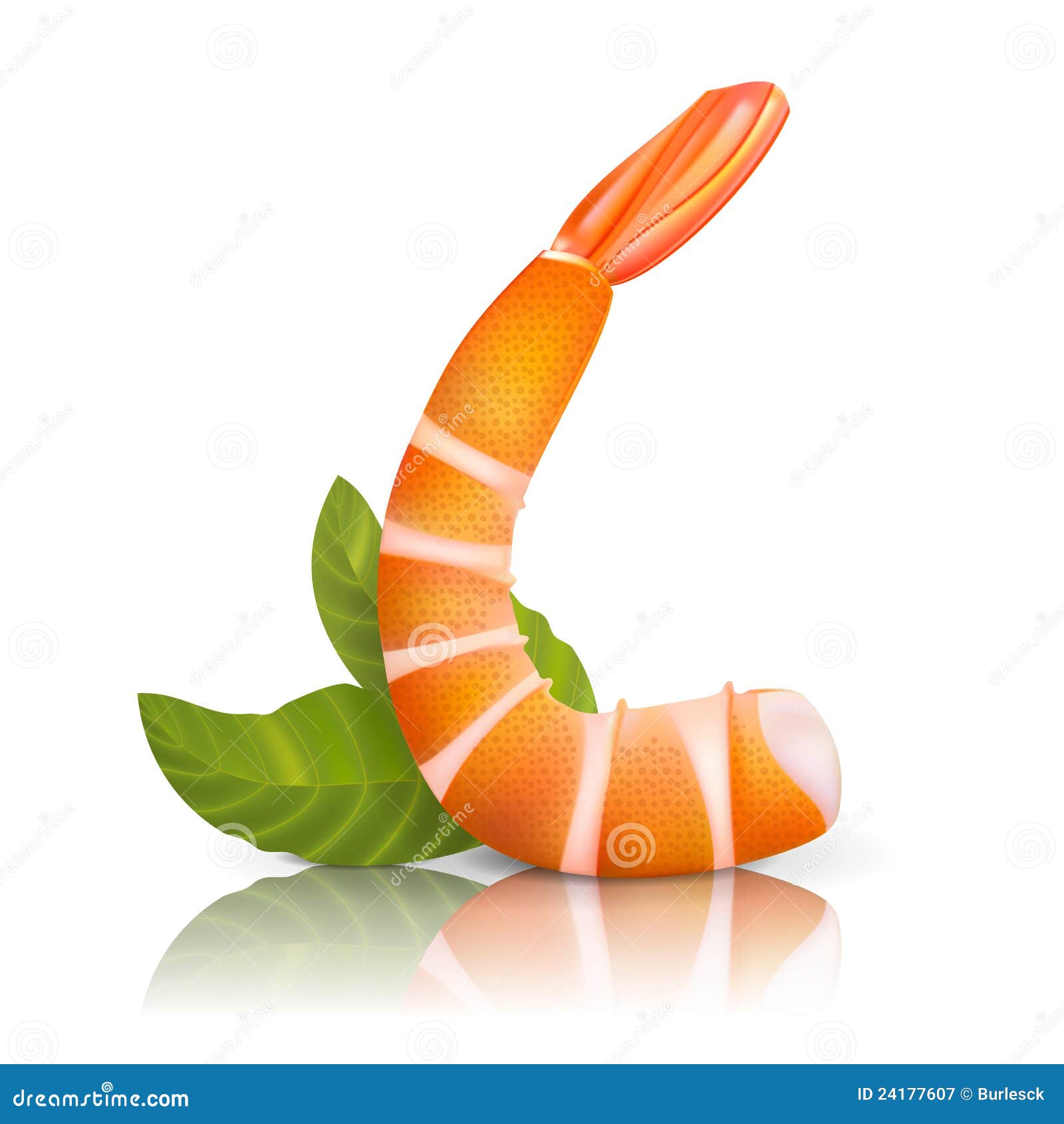 Vector Shrimp stock vector. Illustration of shelled, fresh - 24177607
