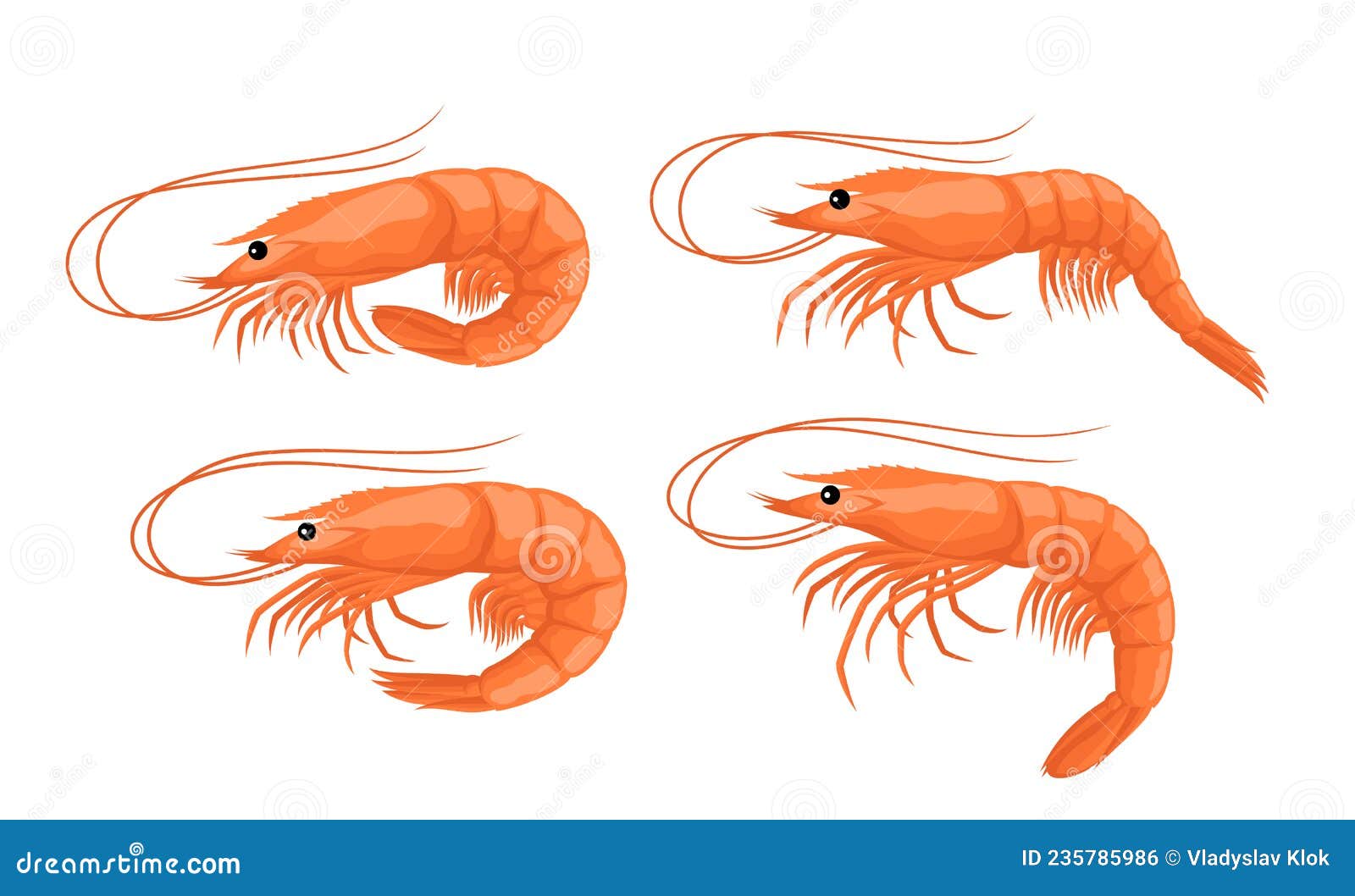 Vector Shrimp, Seafood. Prawn With Head And Legs. Illustration Isolated ...