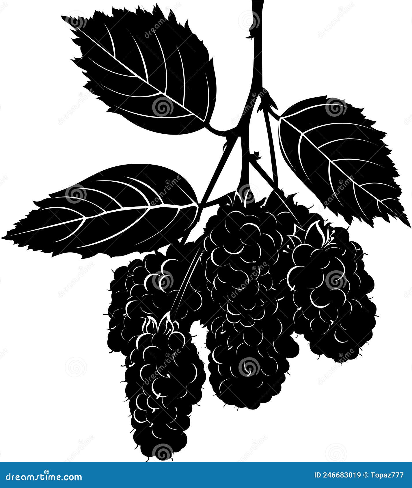 Vector Silhouette Blackberry Berries Isolated on White Background Stock ...