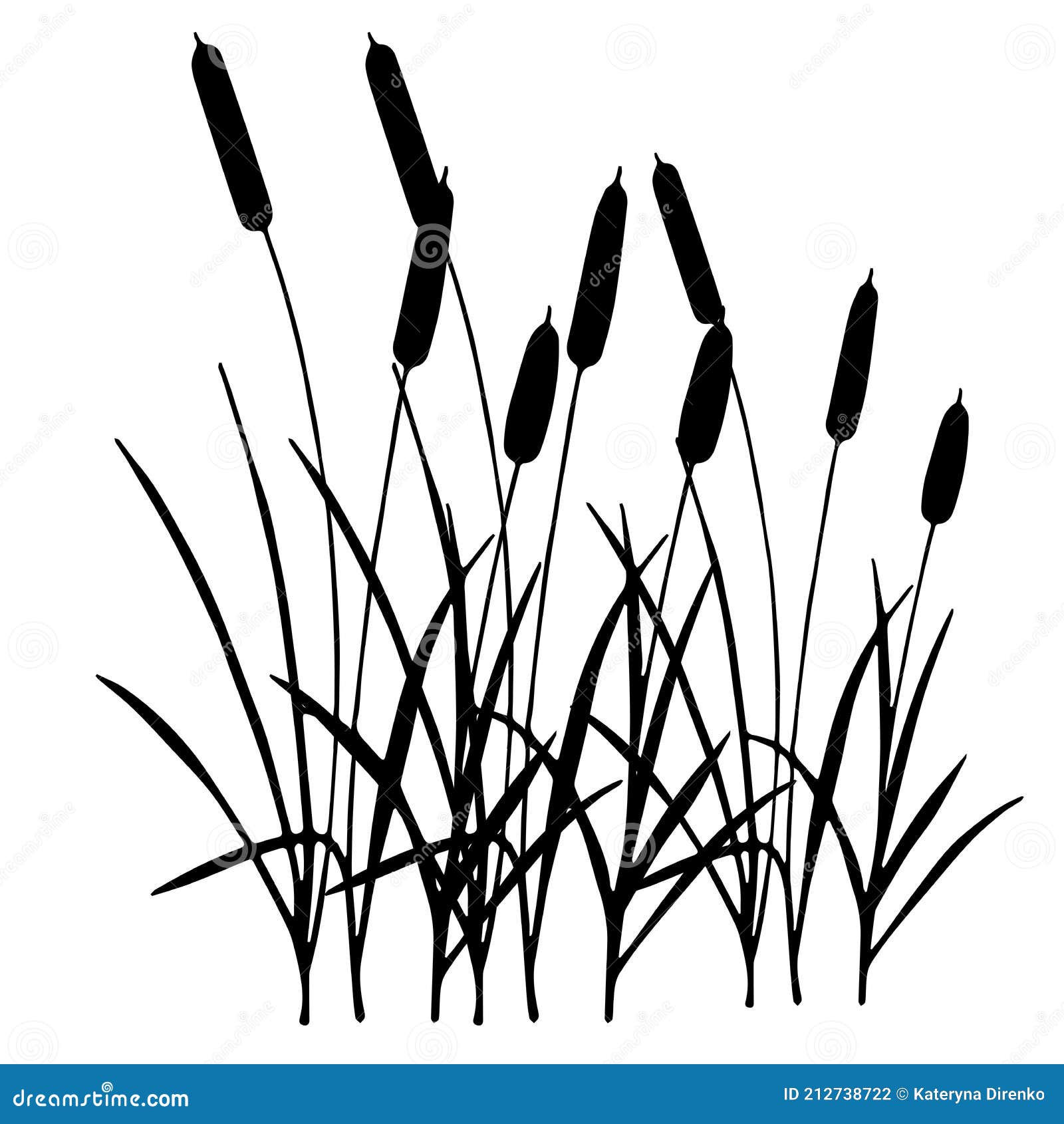 Reed Isolated On White Background Swamp Canes Cattail With Green Leaf