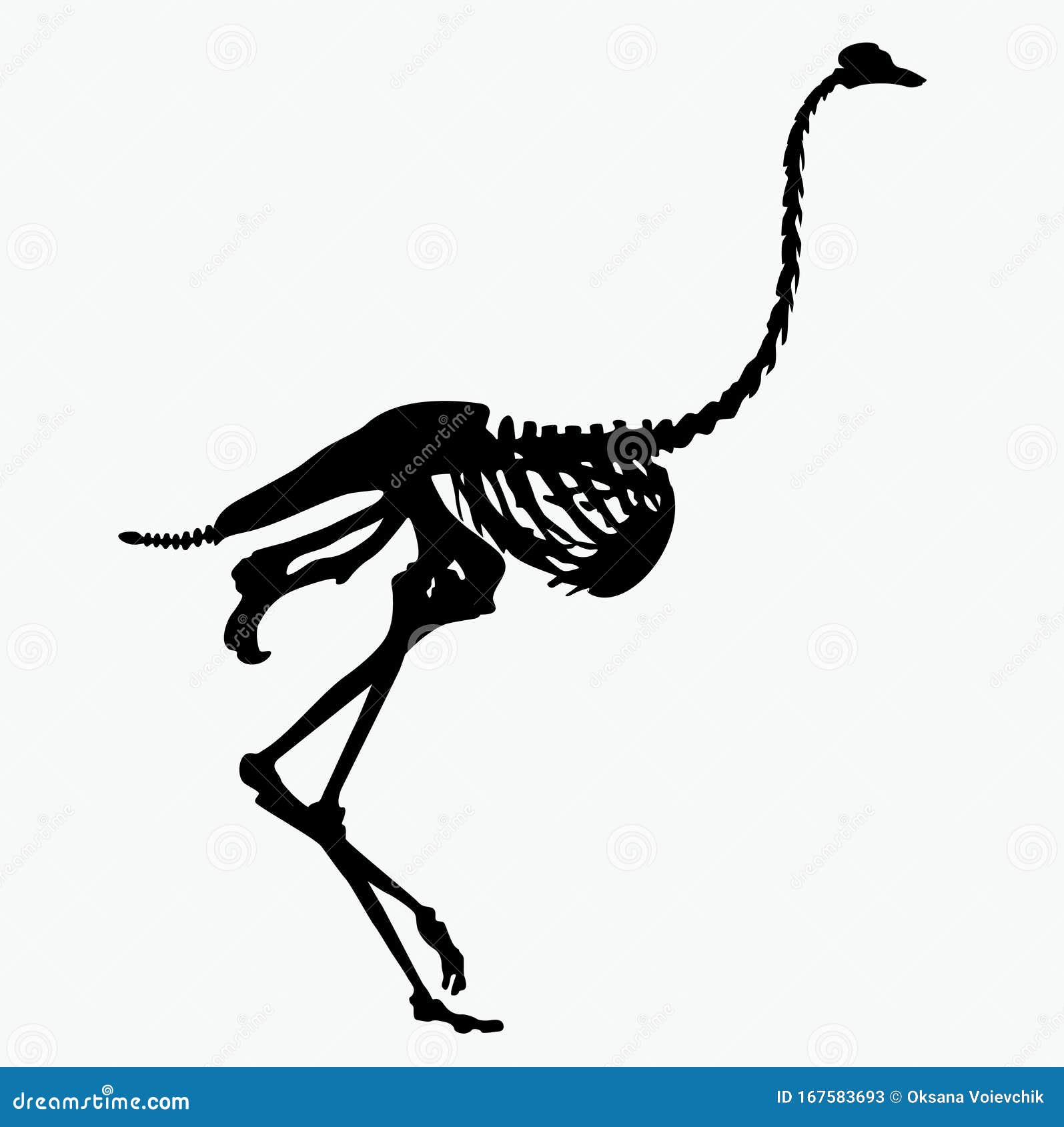 Vector Silhouette of the Skeleton of an Ostrich Stock Vector ...