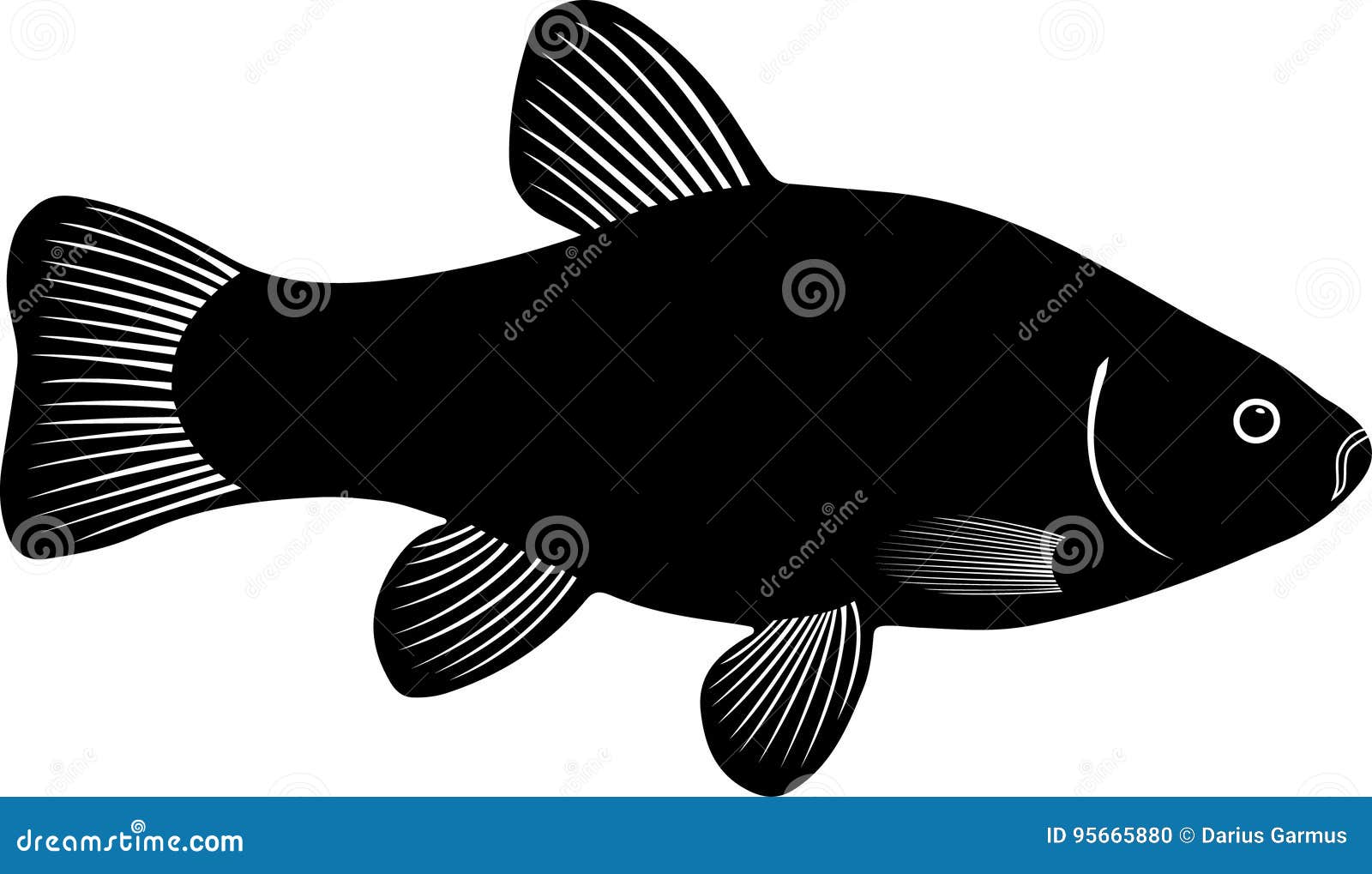 Tench. Drawing Pencil Realistic Illustration. Stock Image ...