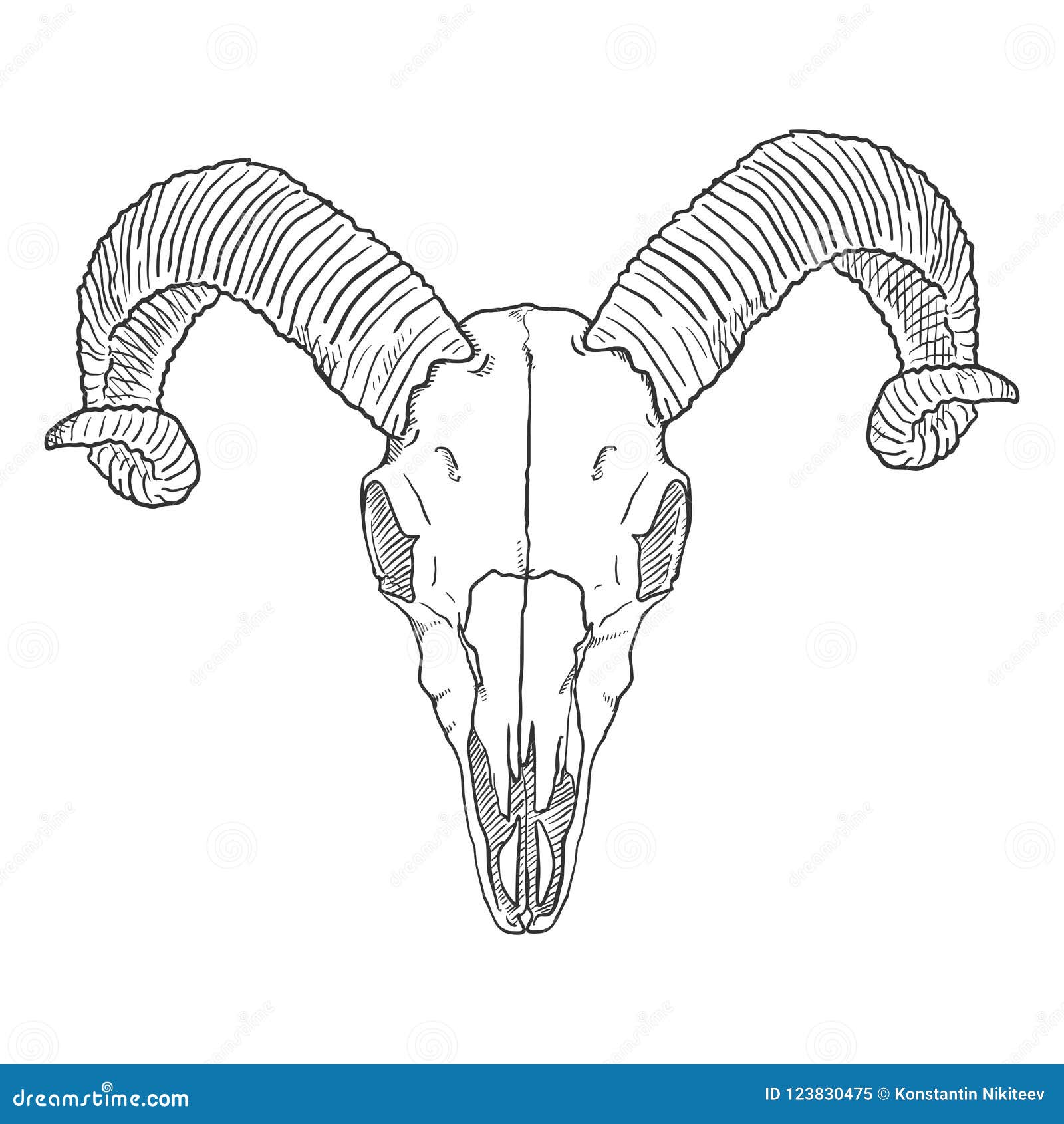 Ram Skull Front