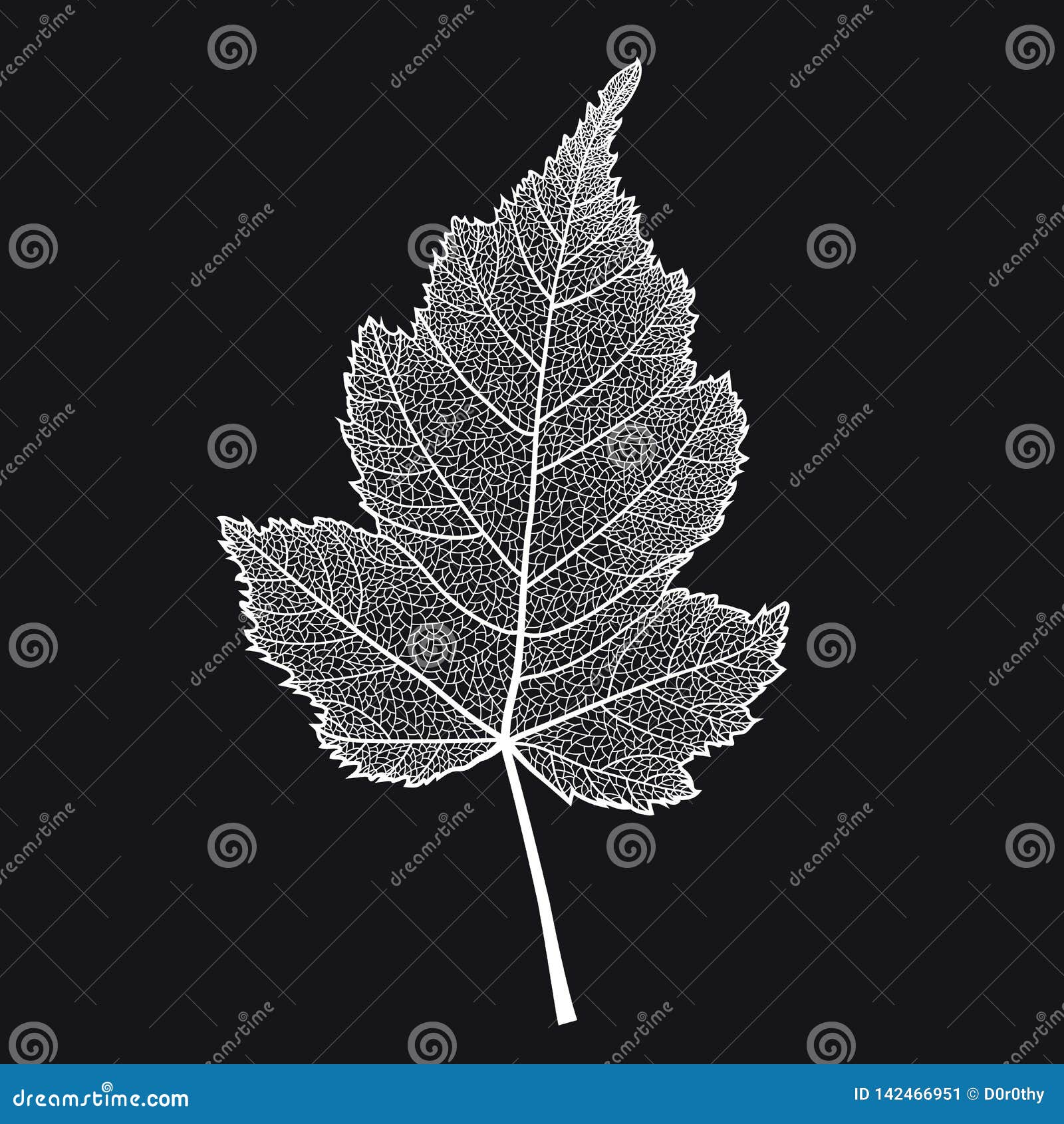 Vector Set Of Skeletonized Leaves On A Black Background | CartoonDealer ...