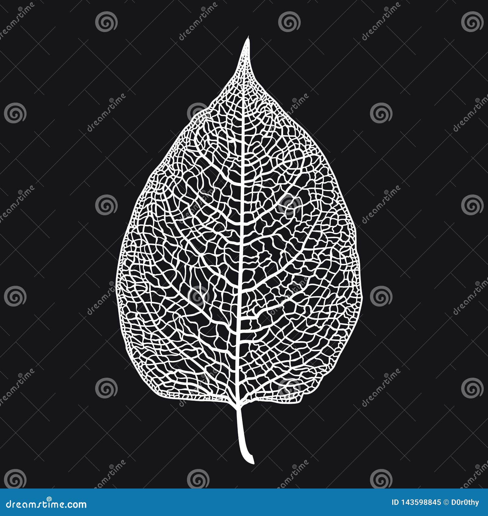 Vector Set Of Skeletonized Leaves On A Black Background | CartoonDealer ...