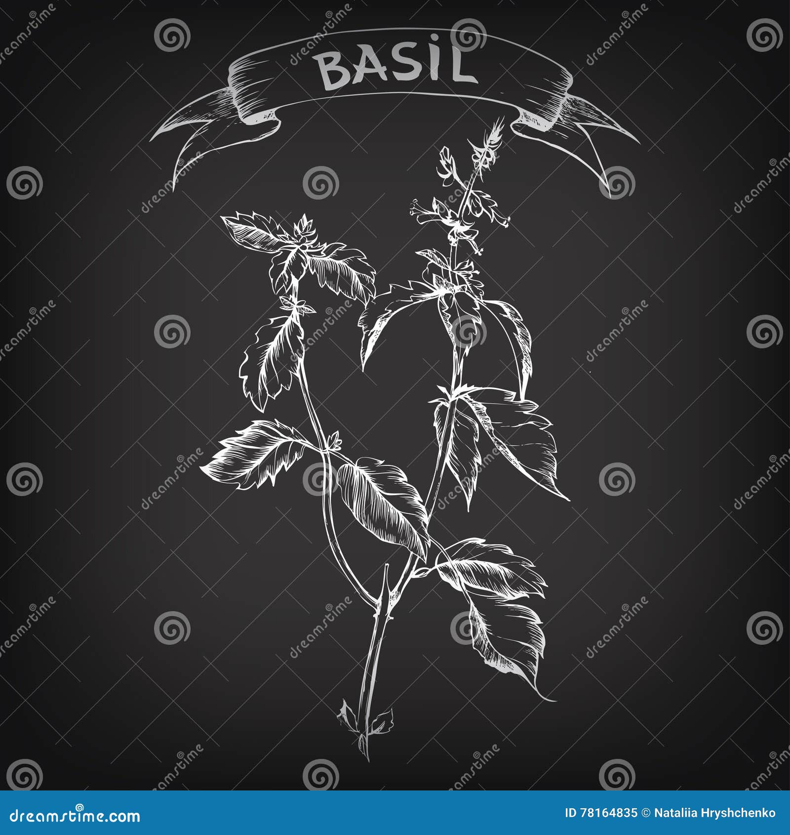 Vector Sketch of Basil for Design Stock Vector - Illustration of ...