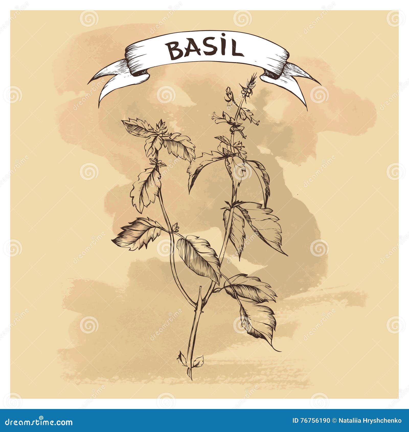 Vector Sketch of Basil for Design Stock Vector - Illustration of botany ...