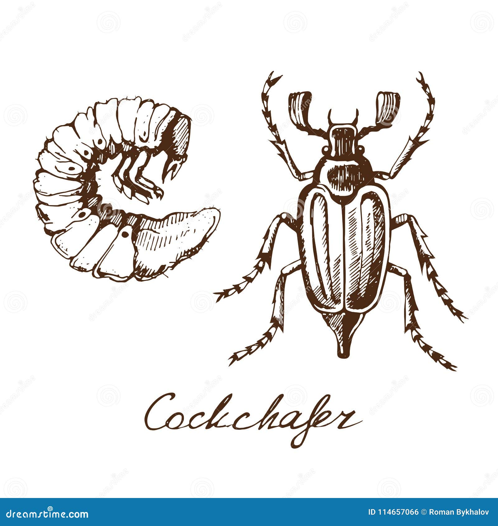 May bug sketch stock vector. Illustration of animal - 114657066