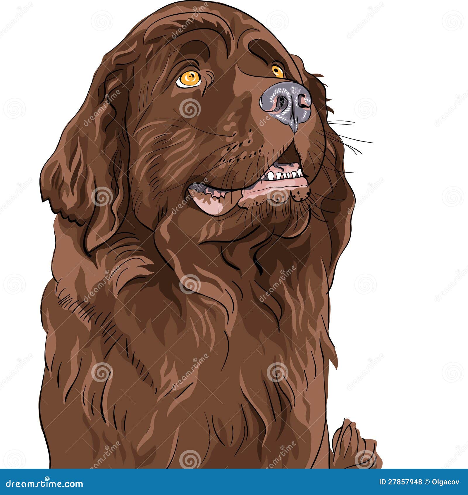 Newfoundland Dog Breed - Peeking Dogs - Breed Face Head Isolated On ...