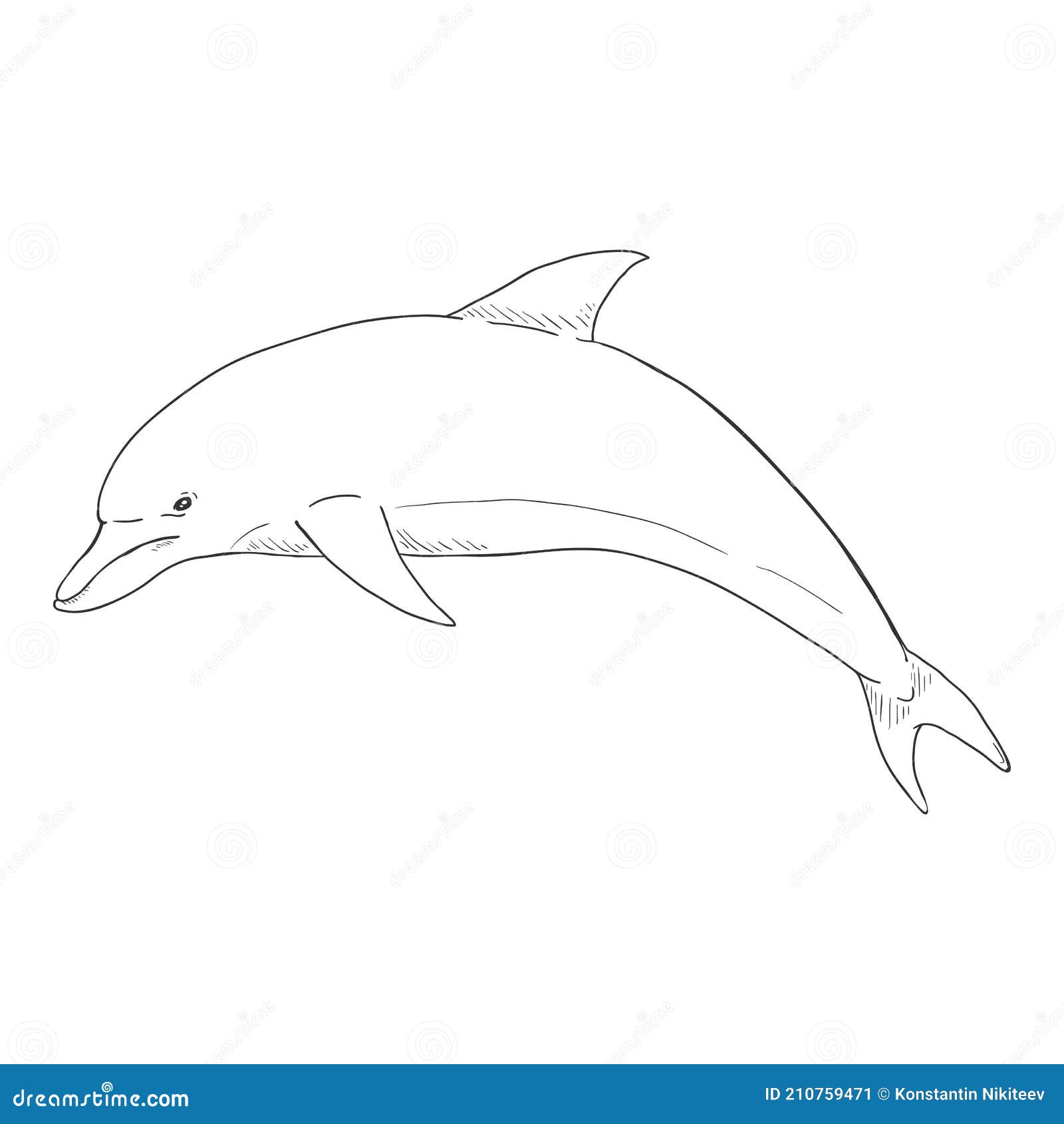 Vector Sketch Dolphin Illustration Stock Vector - Illustration of fish ...