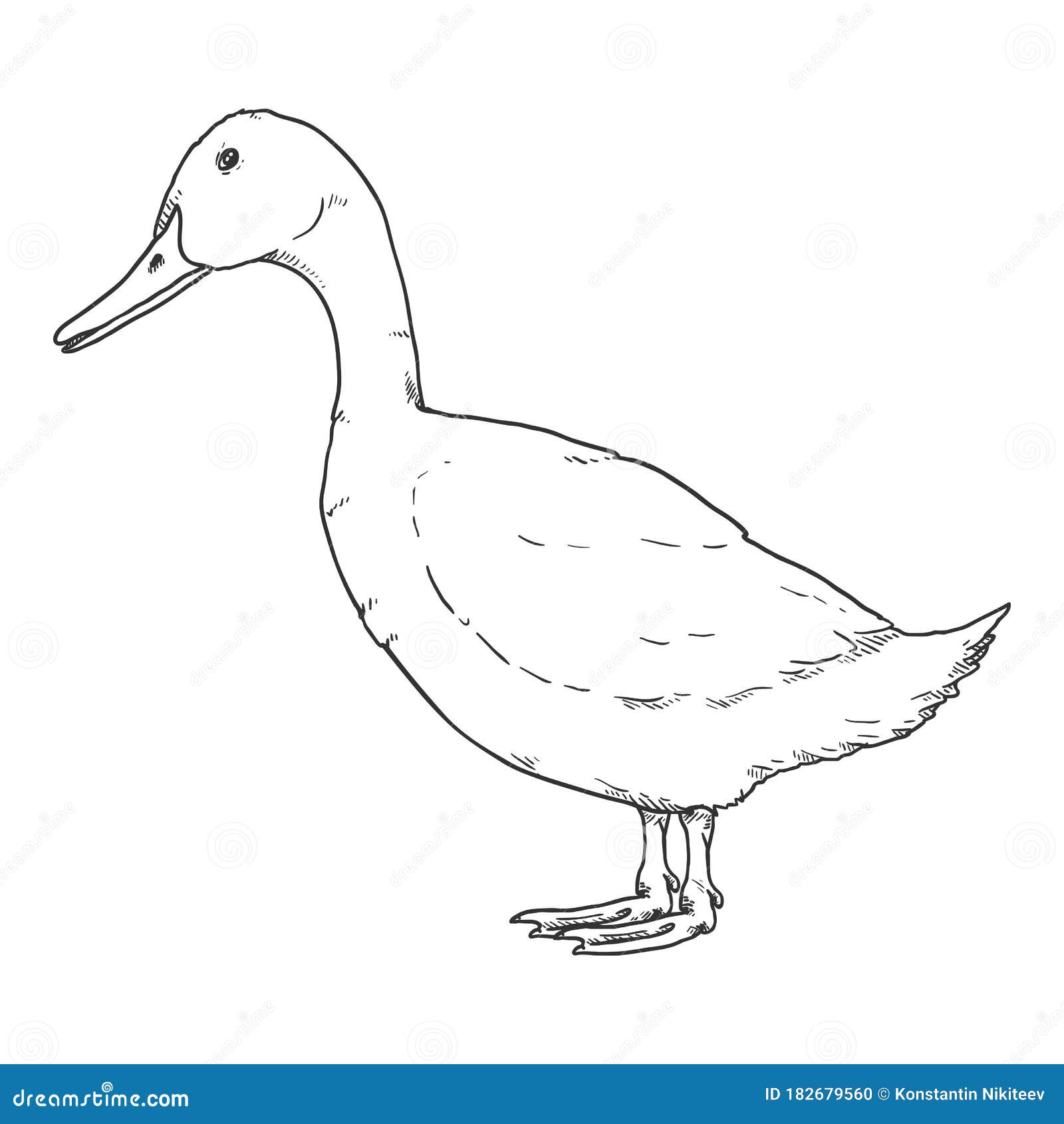 Vector Sketch Duck Illustration Stock Vector - Illustration of bird ...