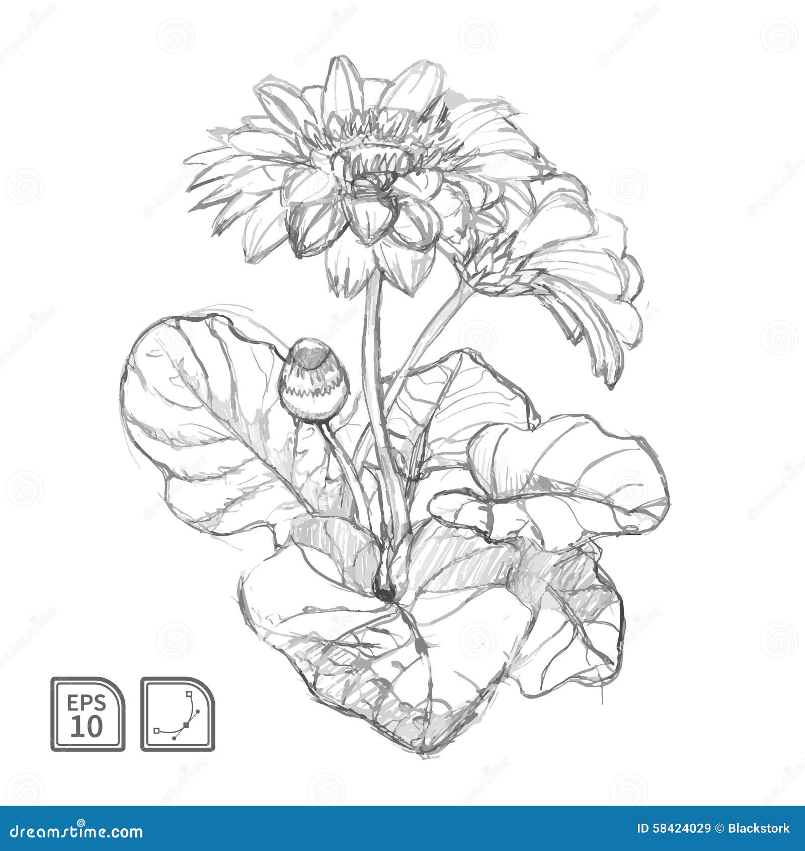 Vector Sketch of Gerbera Flower Stock Vector - Illustration of blossom ...