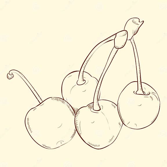 Vector Sketch Hand Drawn of Cherry Stock Vector - Illustration of ...