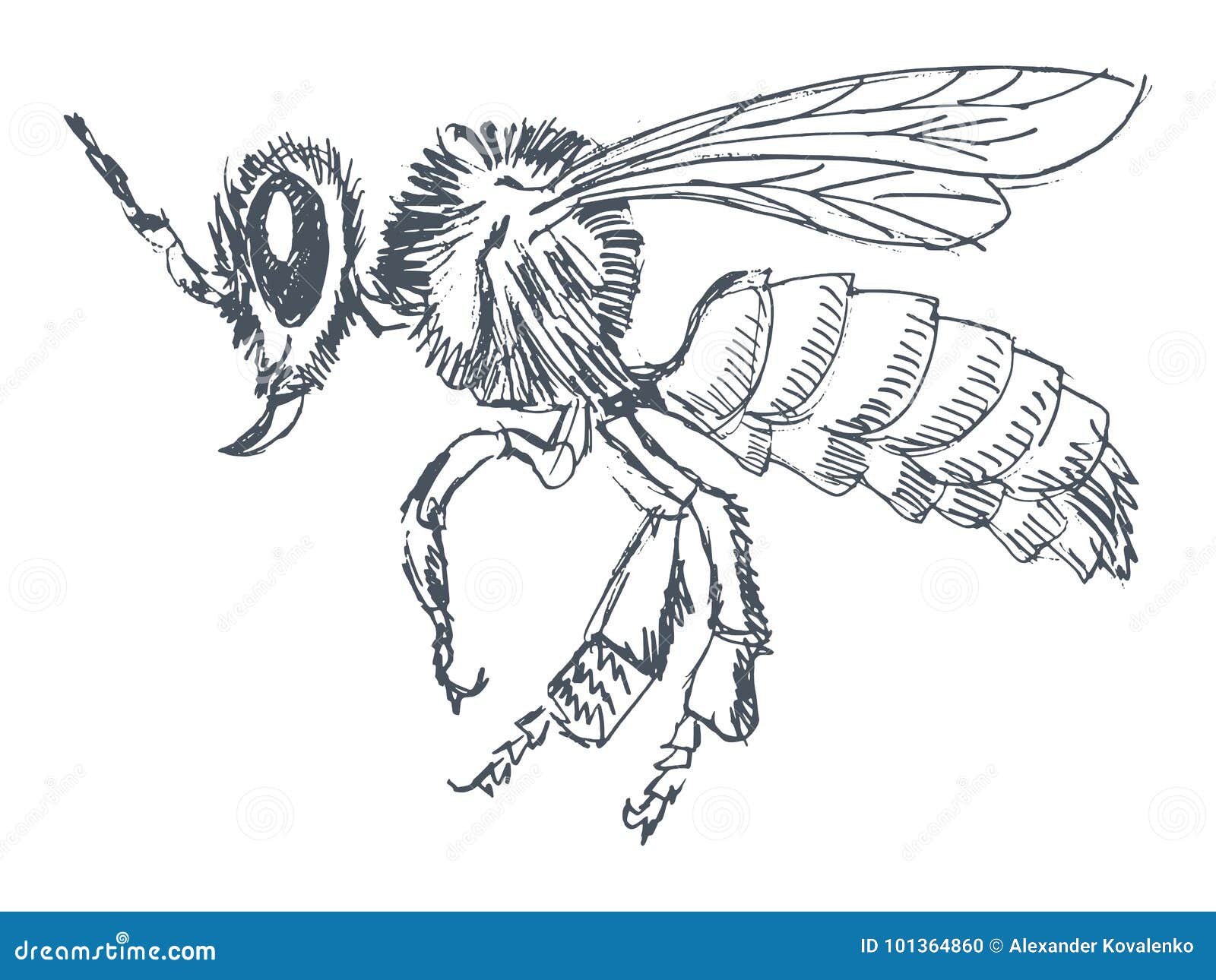 Ordinary bee, side view stock illustration. Illustration of sketch ...