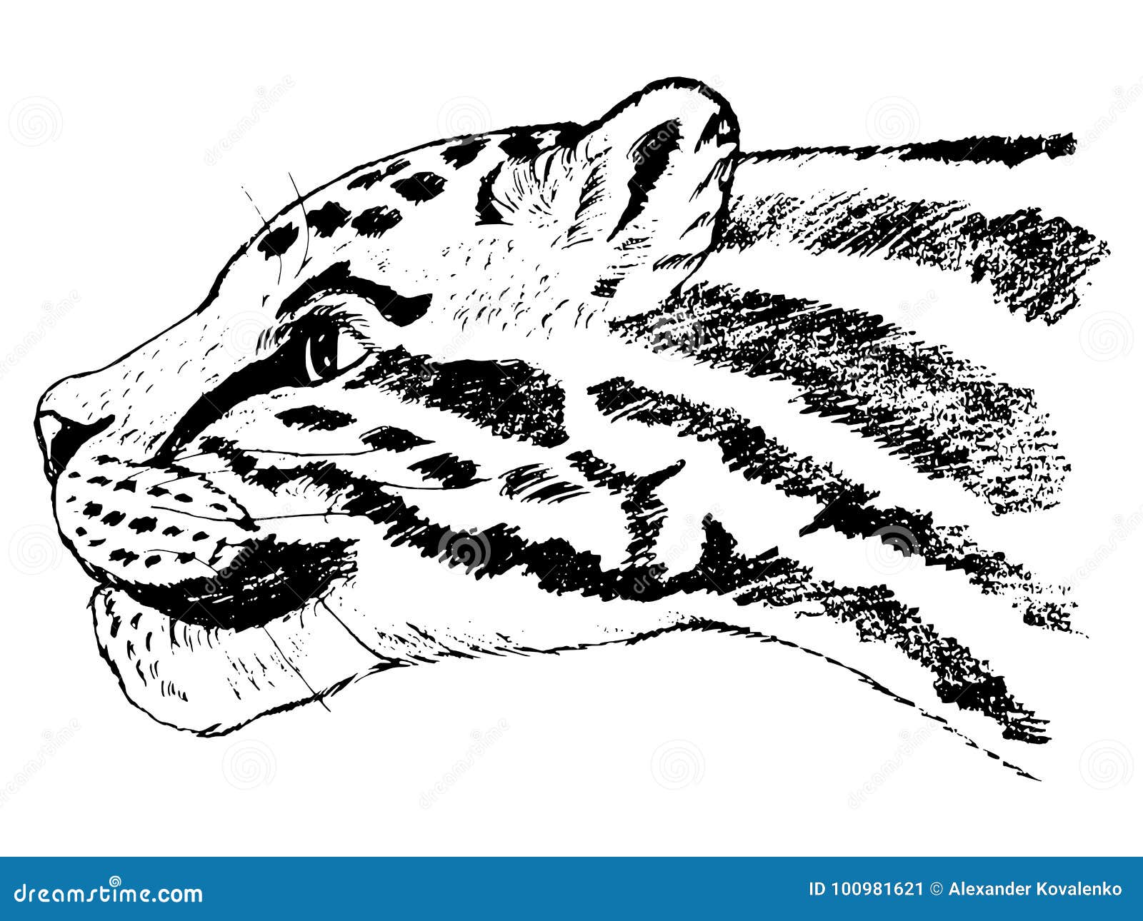 Big cat from jungle stock illustration. Illustration of feline - 100981621