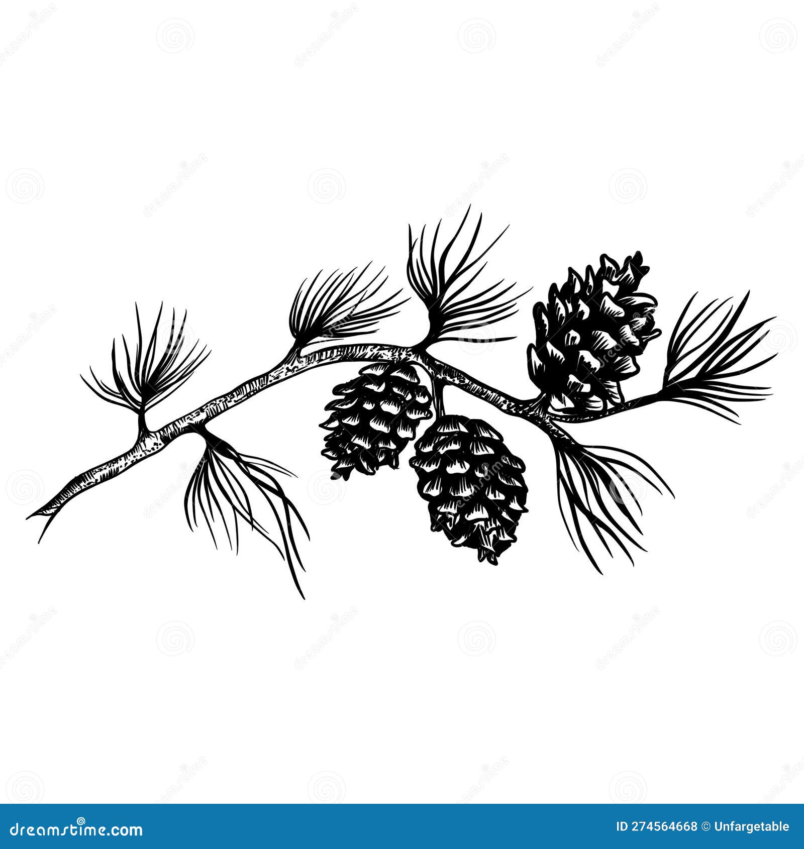 Vector Sketch Hand Drawn Pine Cones on a Branch, Line Art 向量例证 - 插画 包括有 ...